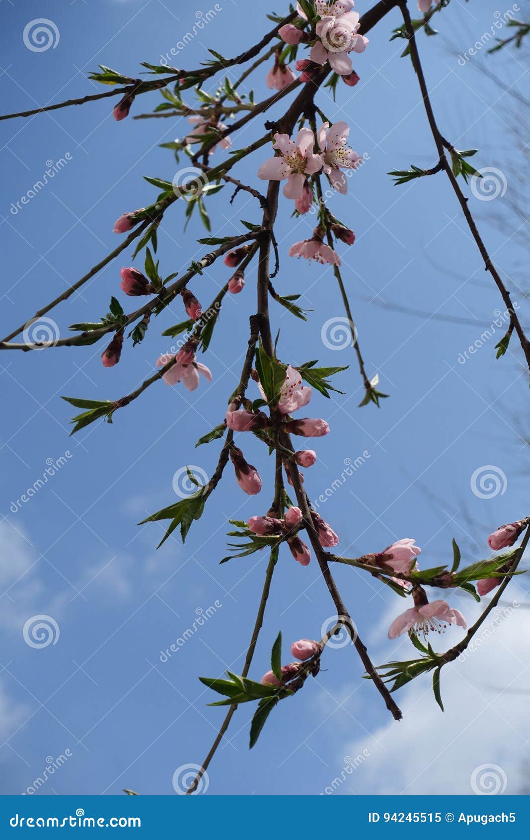 Flowering Branch of Peach Against the Sky Stock Image - Image of branch ...