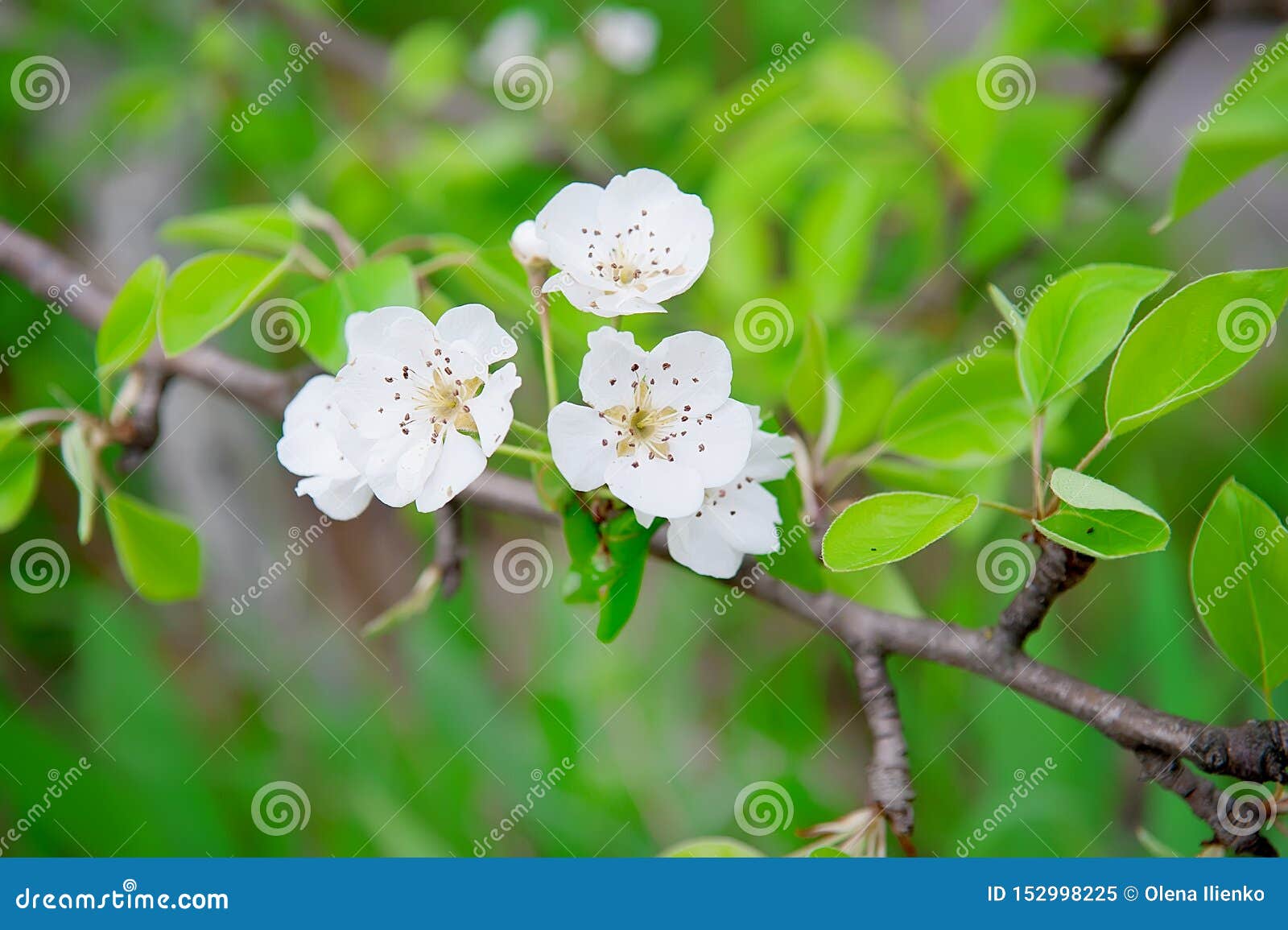 Pear tree in bloom stock image. Image of growth, natural - 152998225