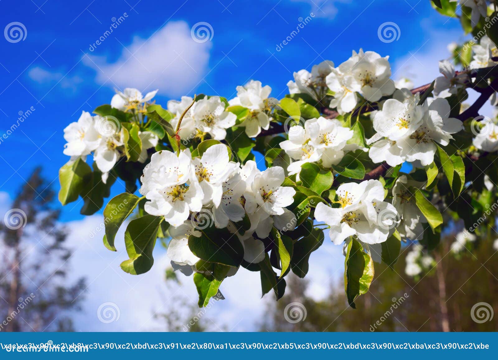 Flowering Branch of Pear Forest on Blue Sky Background . Stock Image ...