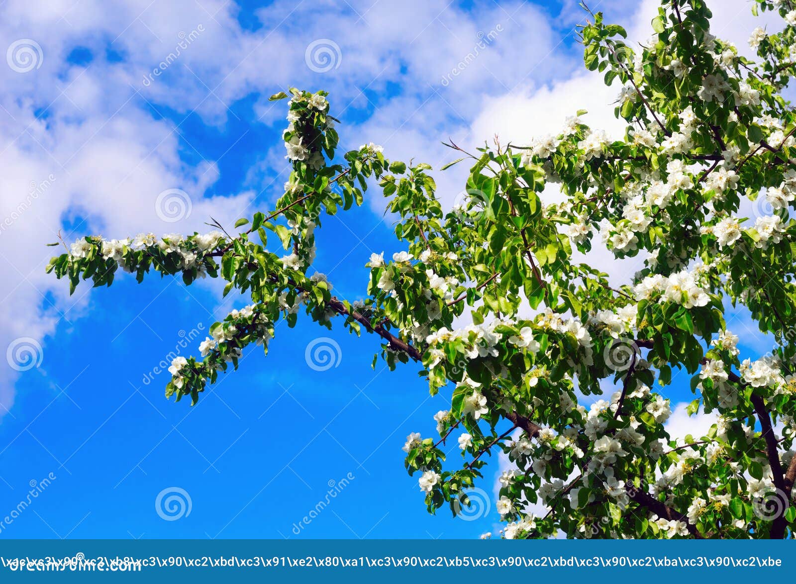 Flowering Branch of Pear Forest on Blue Sky Background . Stock Photo ...