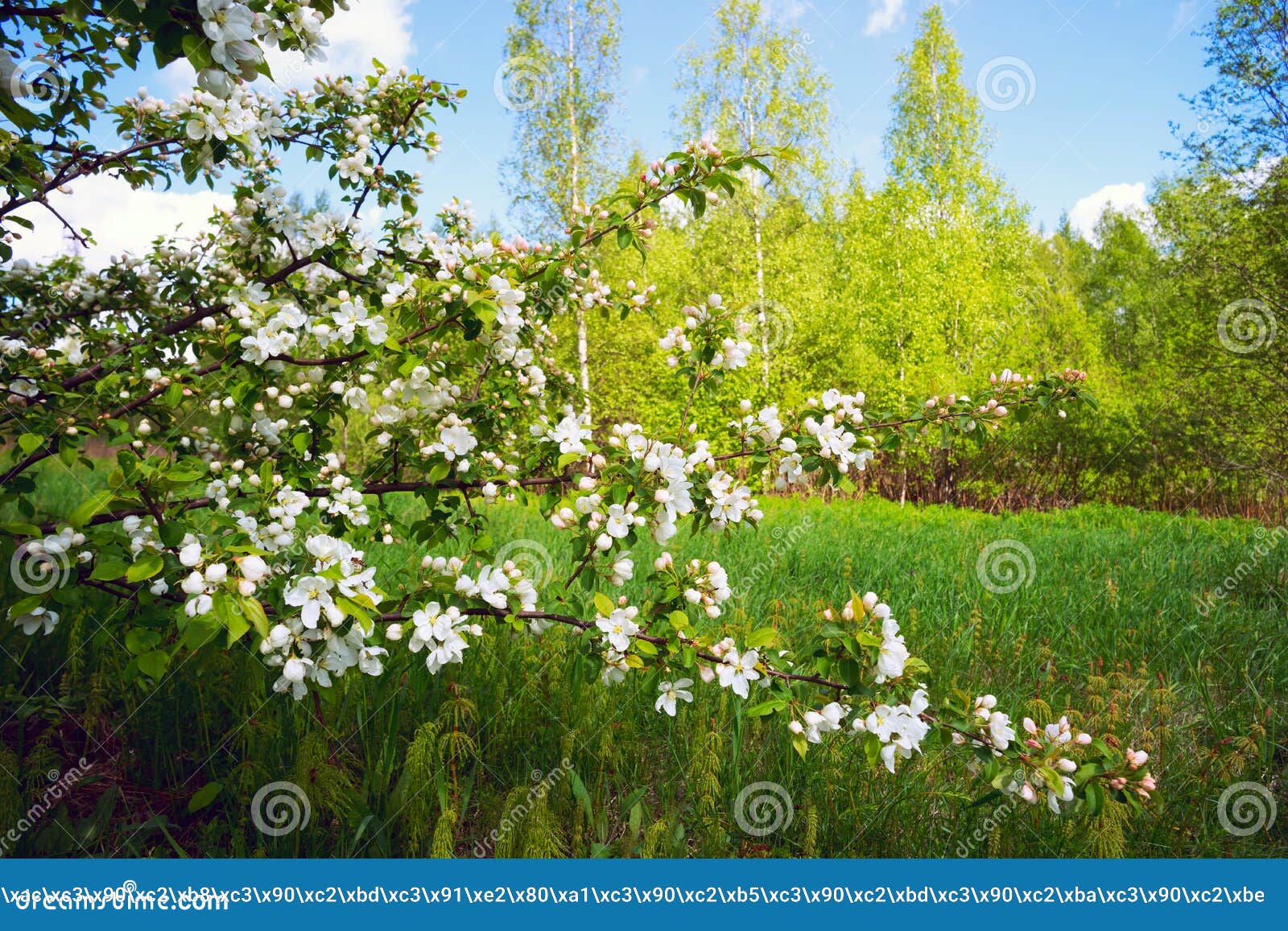 Flowering Branch of Pear Forest Bright Sunny Day. Stock Photo - Image ...