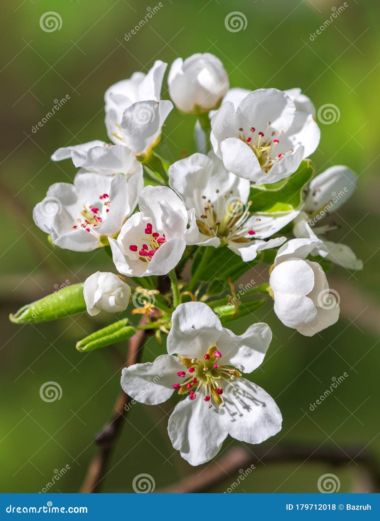 Flowering Branch of Pear Tree Stock Photo - Image of background, bloom ...