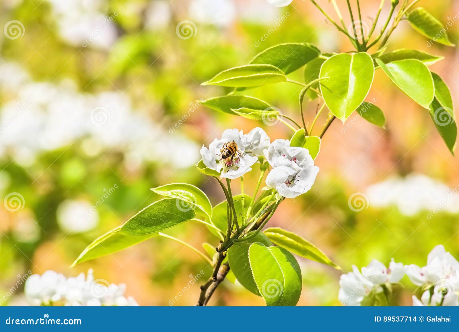 Flowering Branch of Pear Tree on Blurred Background Spring Garden Stock ...