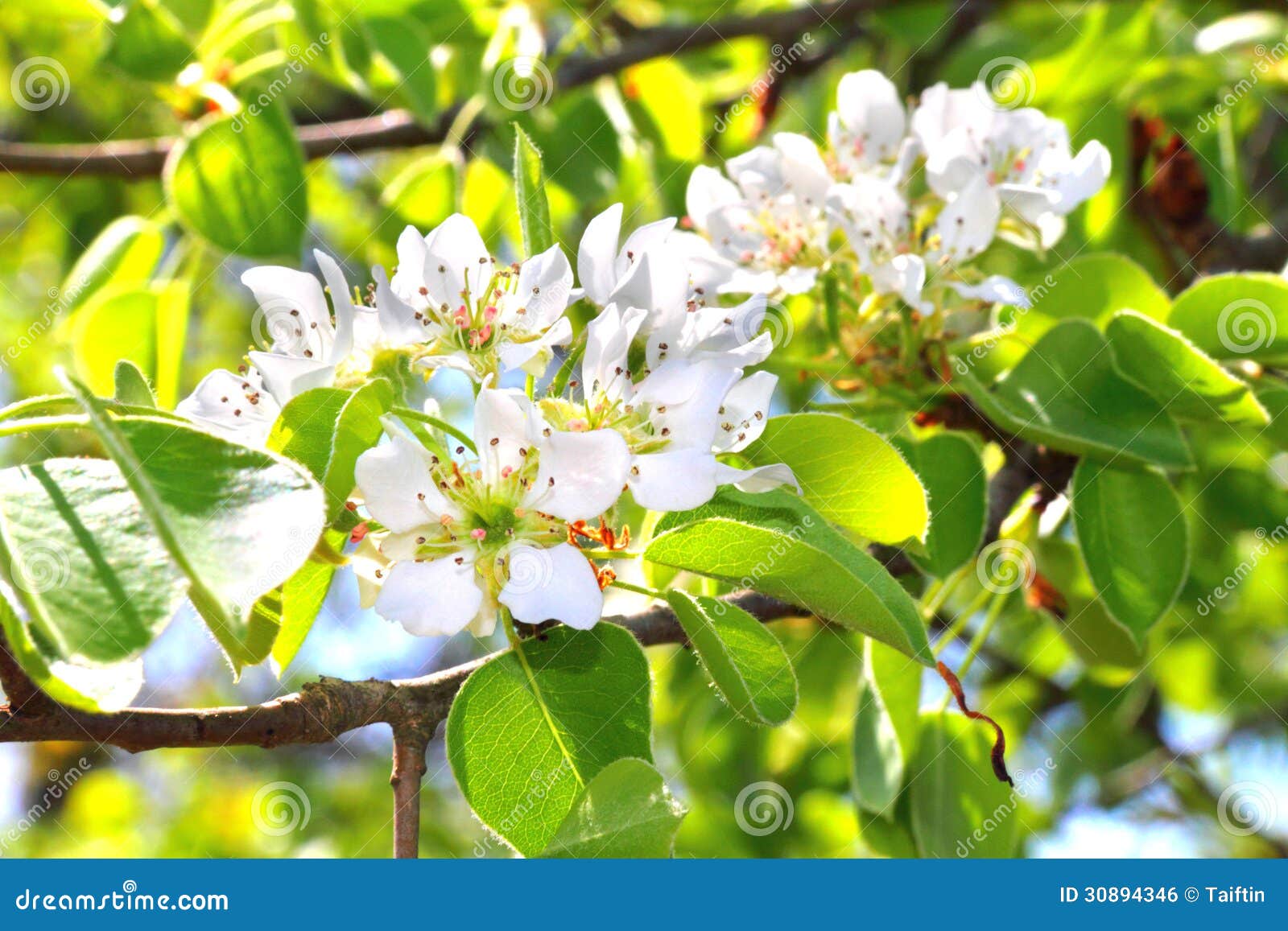 Flowering Branch of Pear Tree Stock Photo - Image of natural, nature ...
