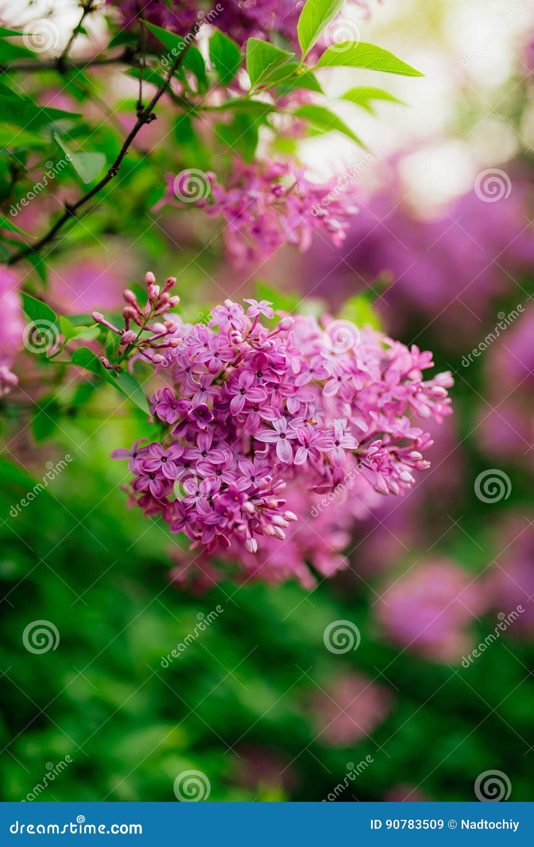 Flowering Branch of Purple Lilac on a Tree Stock Image - Image of leaf ...