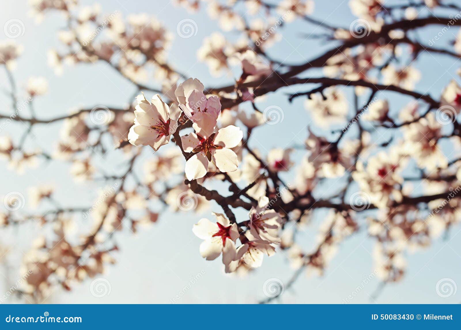 Flowering branch in spring stock photo. Image of season - 50083430