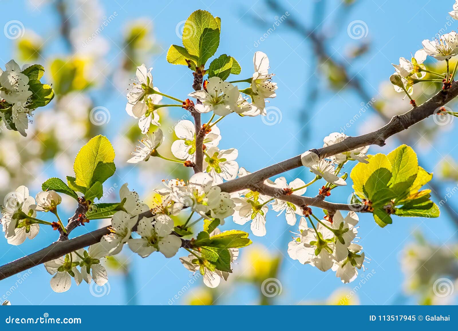 Flowering Branch of a Sweet Cherry Against the Blue Sky Stock Image ...