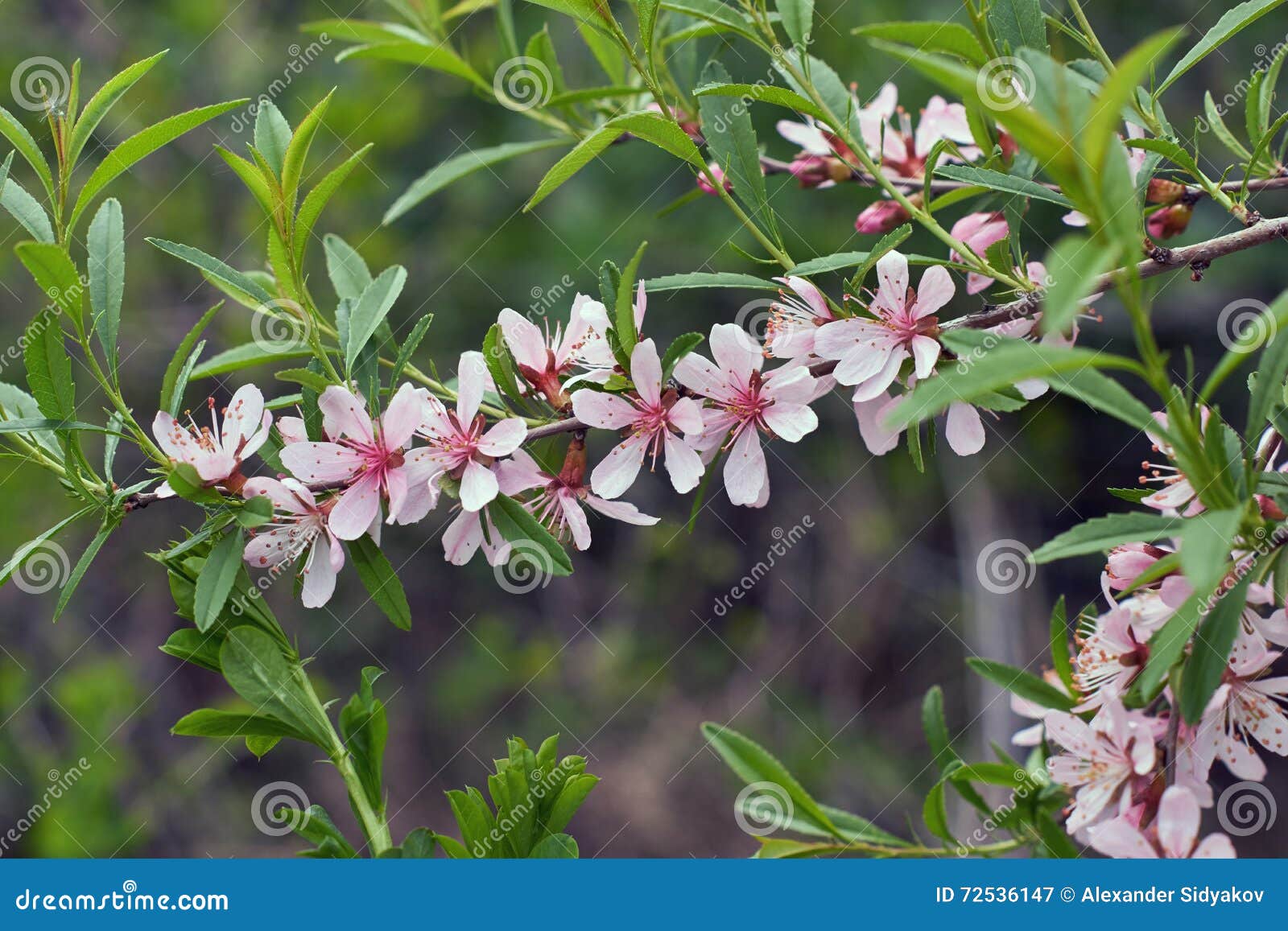 Flowering Branch of the Wild Almond. Stock Image - Image of nature ...