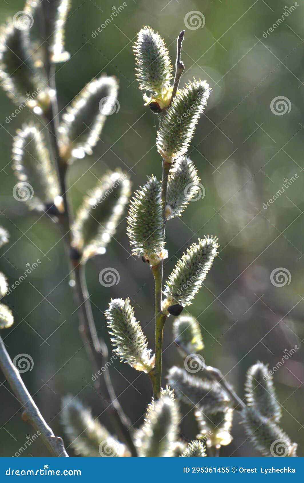 Flowering Branch of Willow (Salix Caprea Stock Image - Image of floral ...
