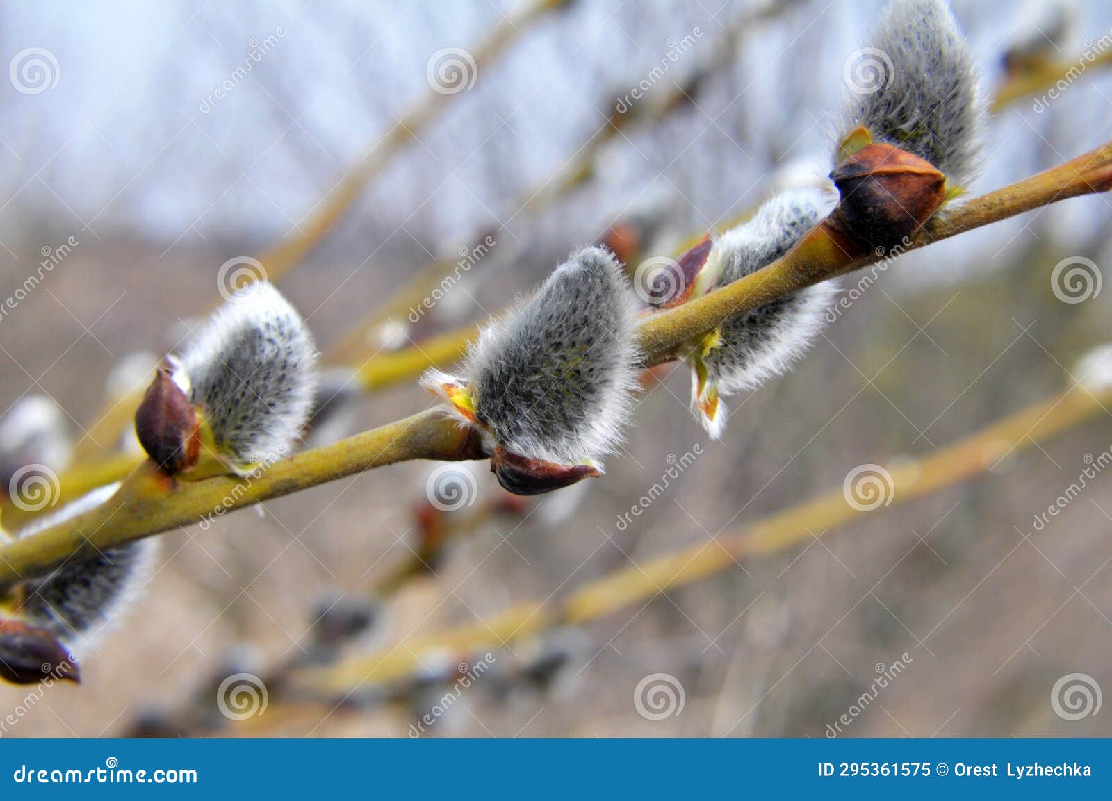 Flowering Branch of Willow (Salix Caprea Stock Image - Image of macro ...