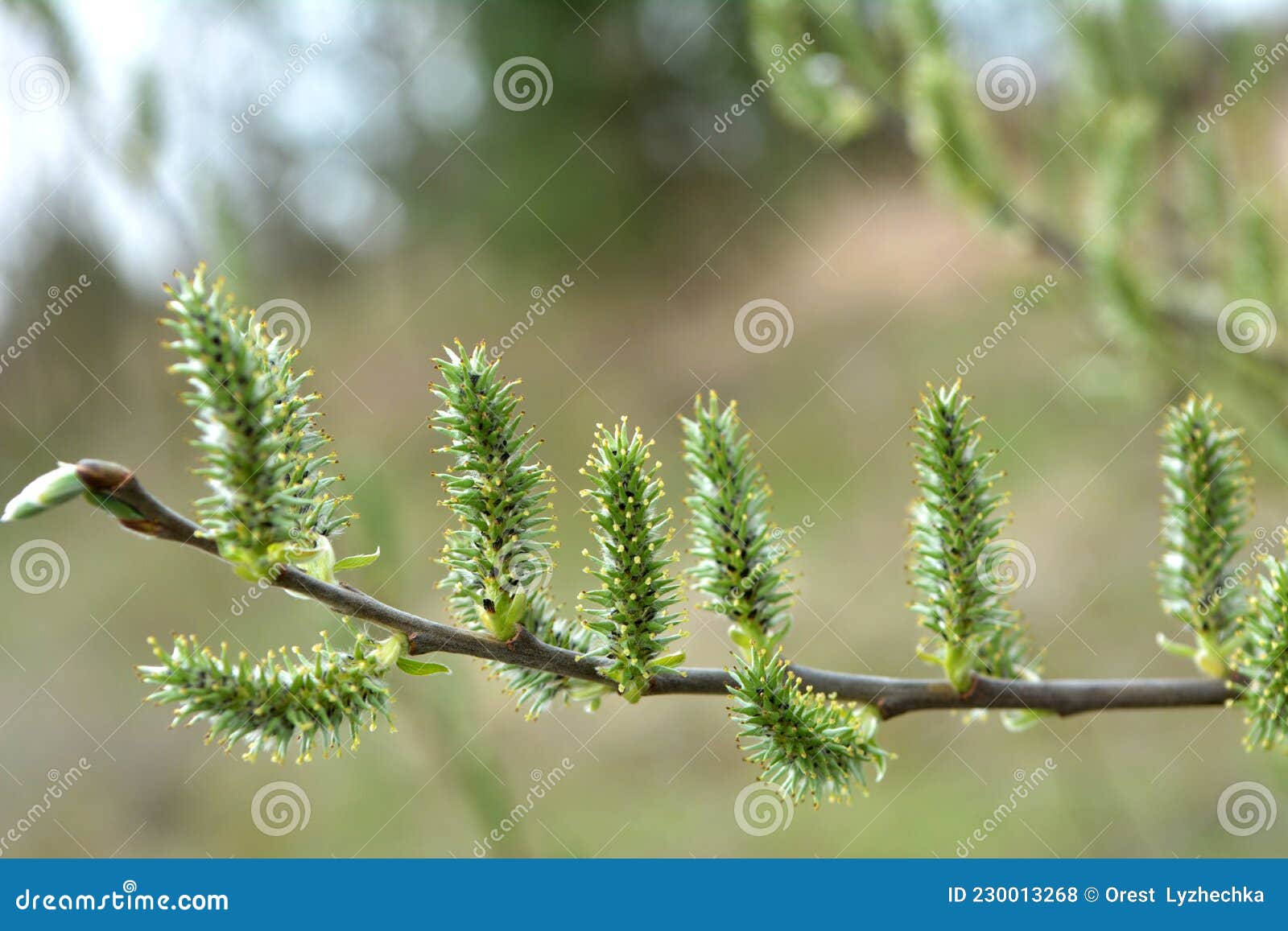 Flowering Branch of Willow Salix Stock Photo - Image of macro, goat ...