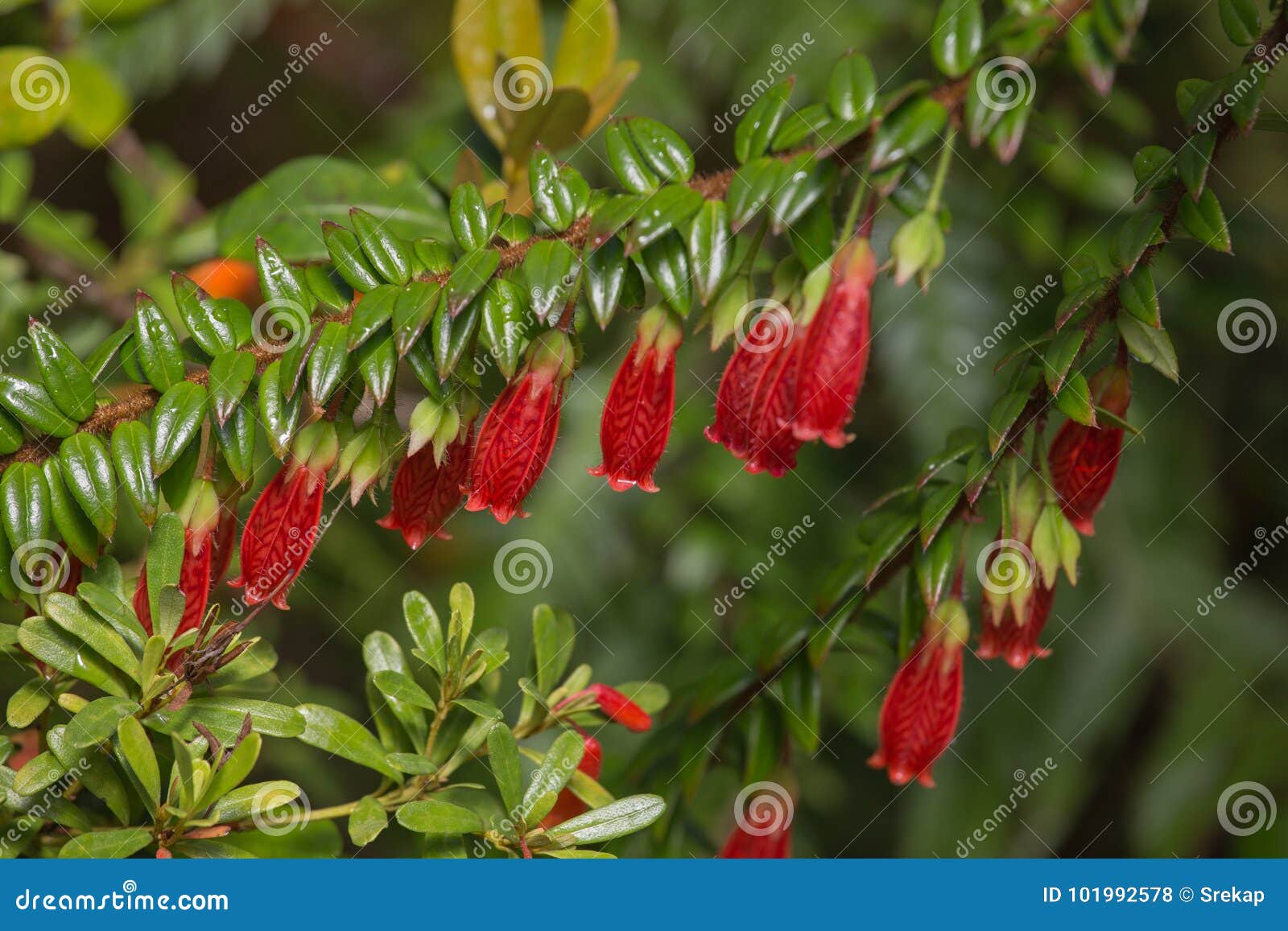 Flowering Agapetes Serpens Plant Stock Photo - Image of ornamental ...