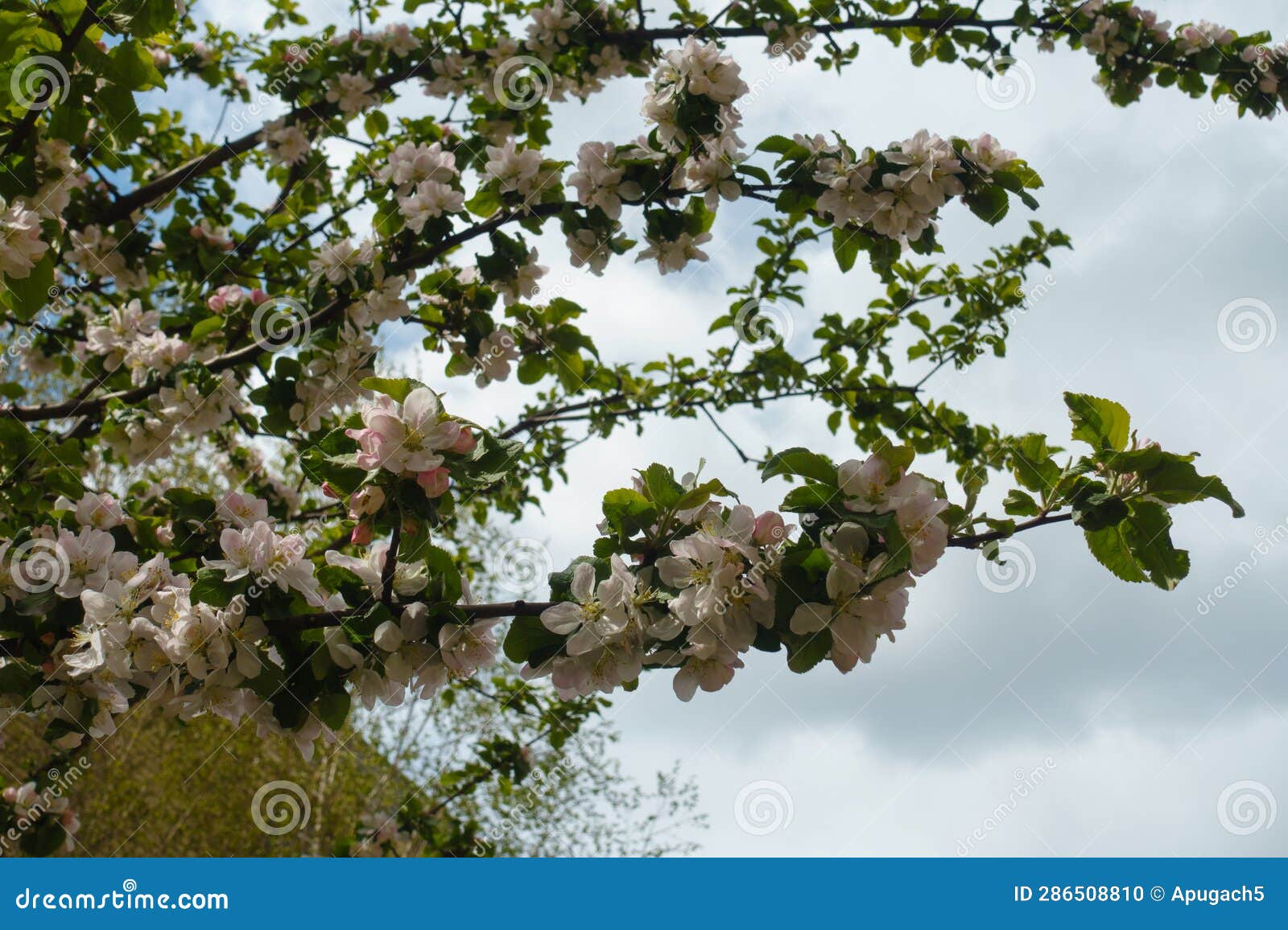 Flowering Branches of Apple in April Stock Photo - Image of growth ...