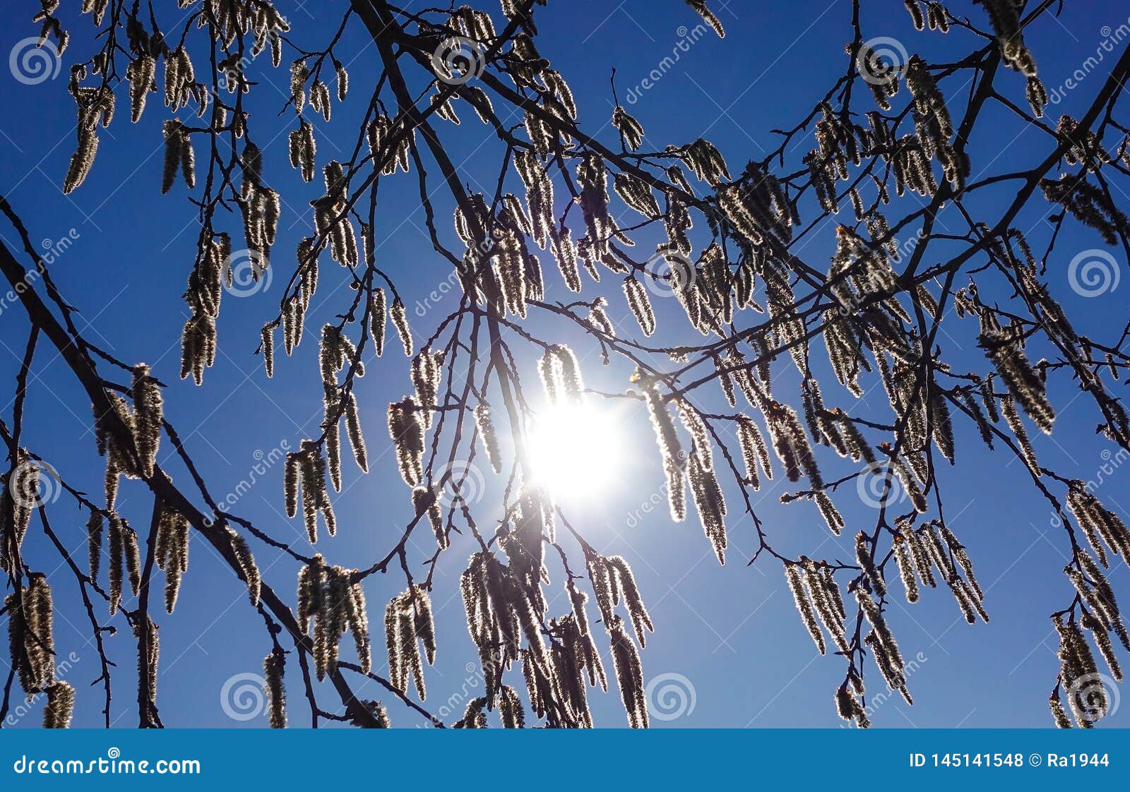 Flowering Branches of the Aspen Tree with Earrings in Early Spring ...