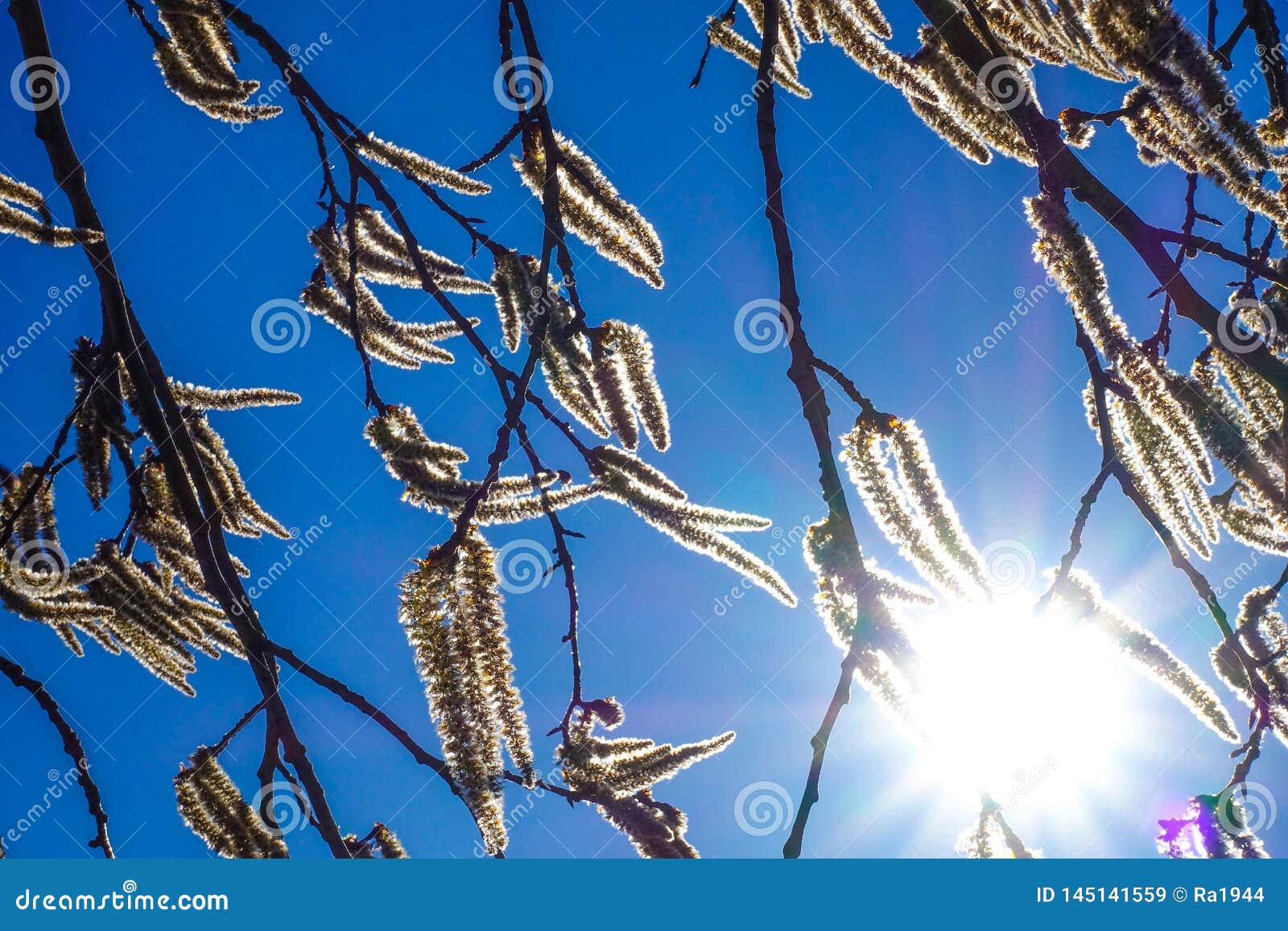 Flowering Branches of the Aspen Tree with Earrings in Early Spring ...