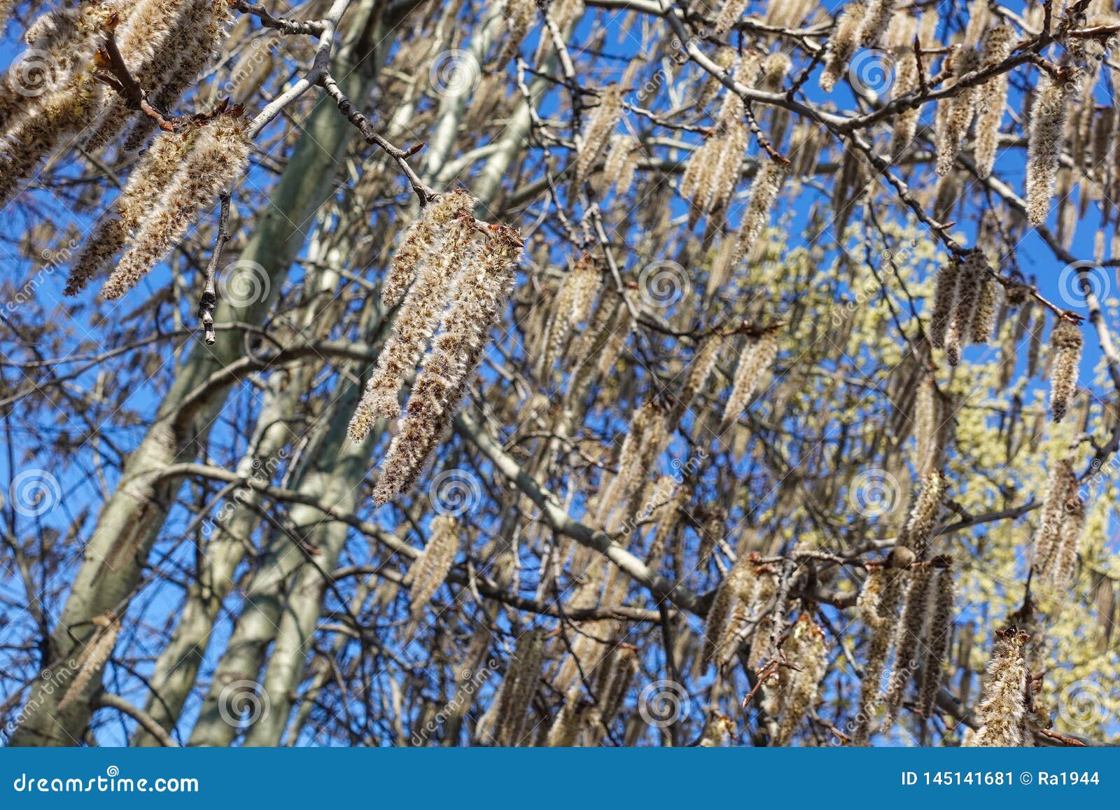 Flowering Branches of the Aspen Tree with Earrings in Early Spring ...
