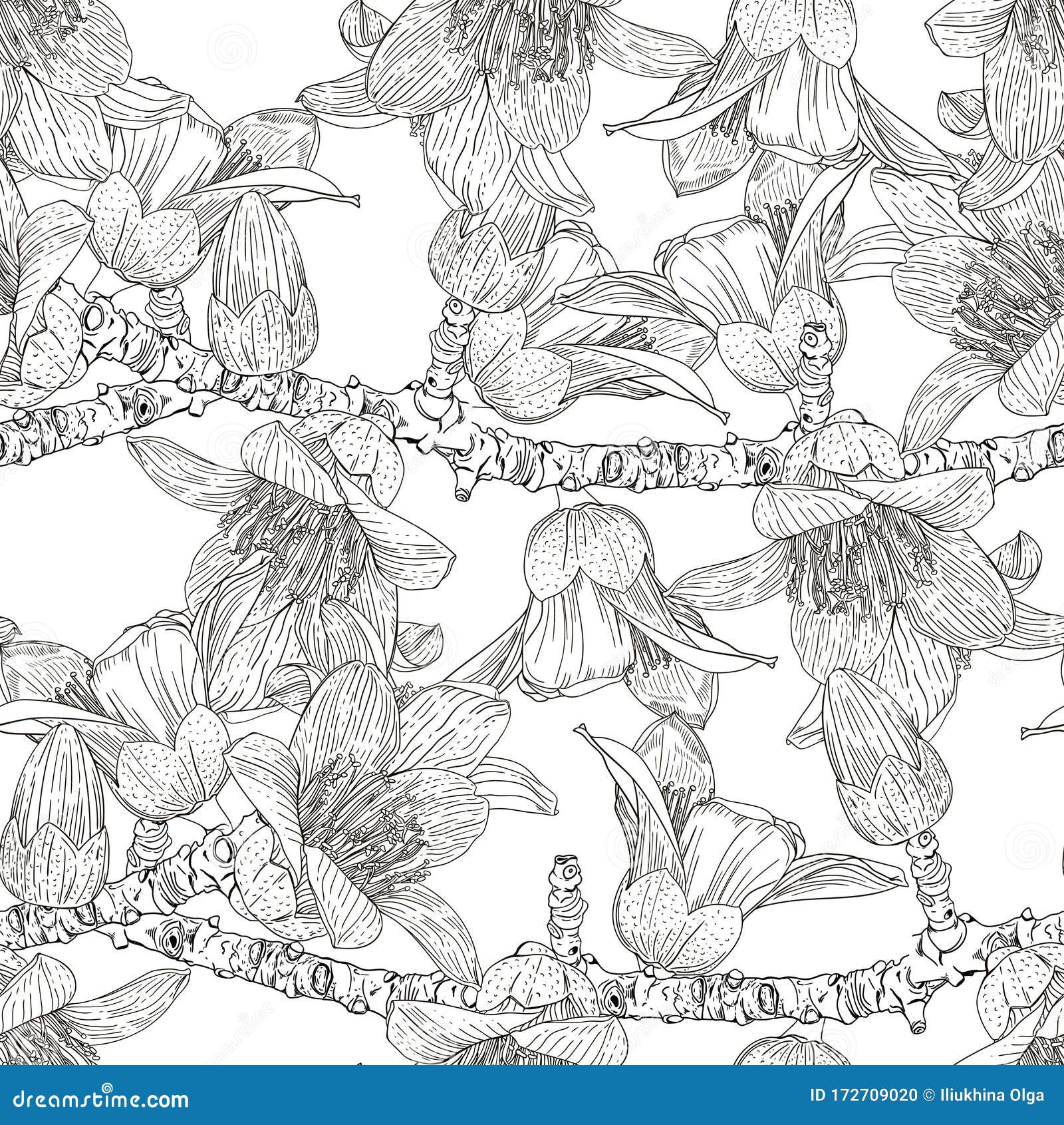 Ceiba Flowers On A White Background Royalty-Free Stock Photography ...