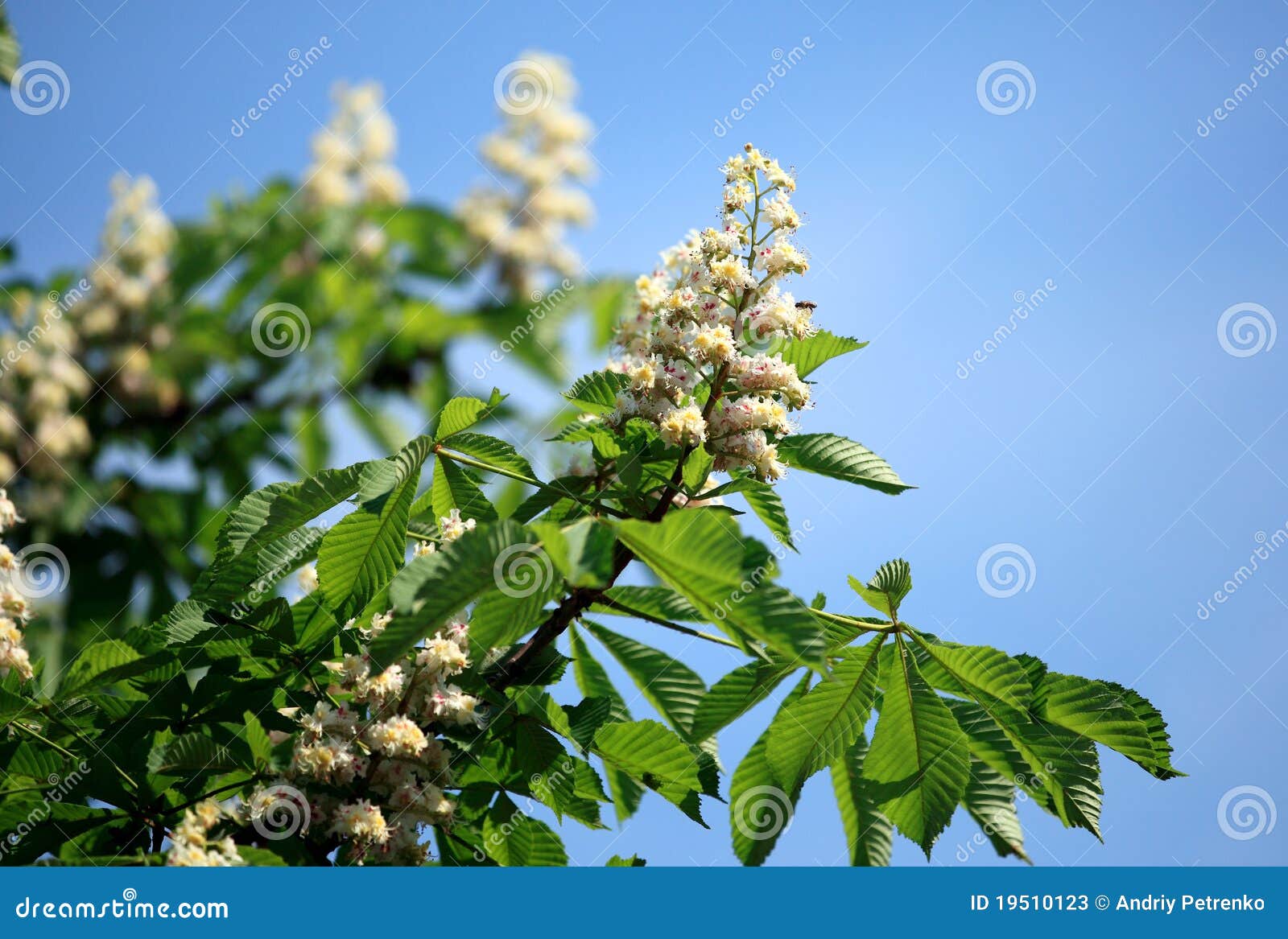 Flowering Branches of Chestnut Stock Image - Image of plant, green ...