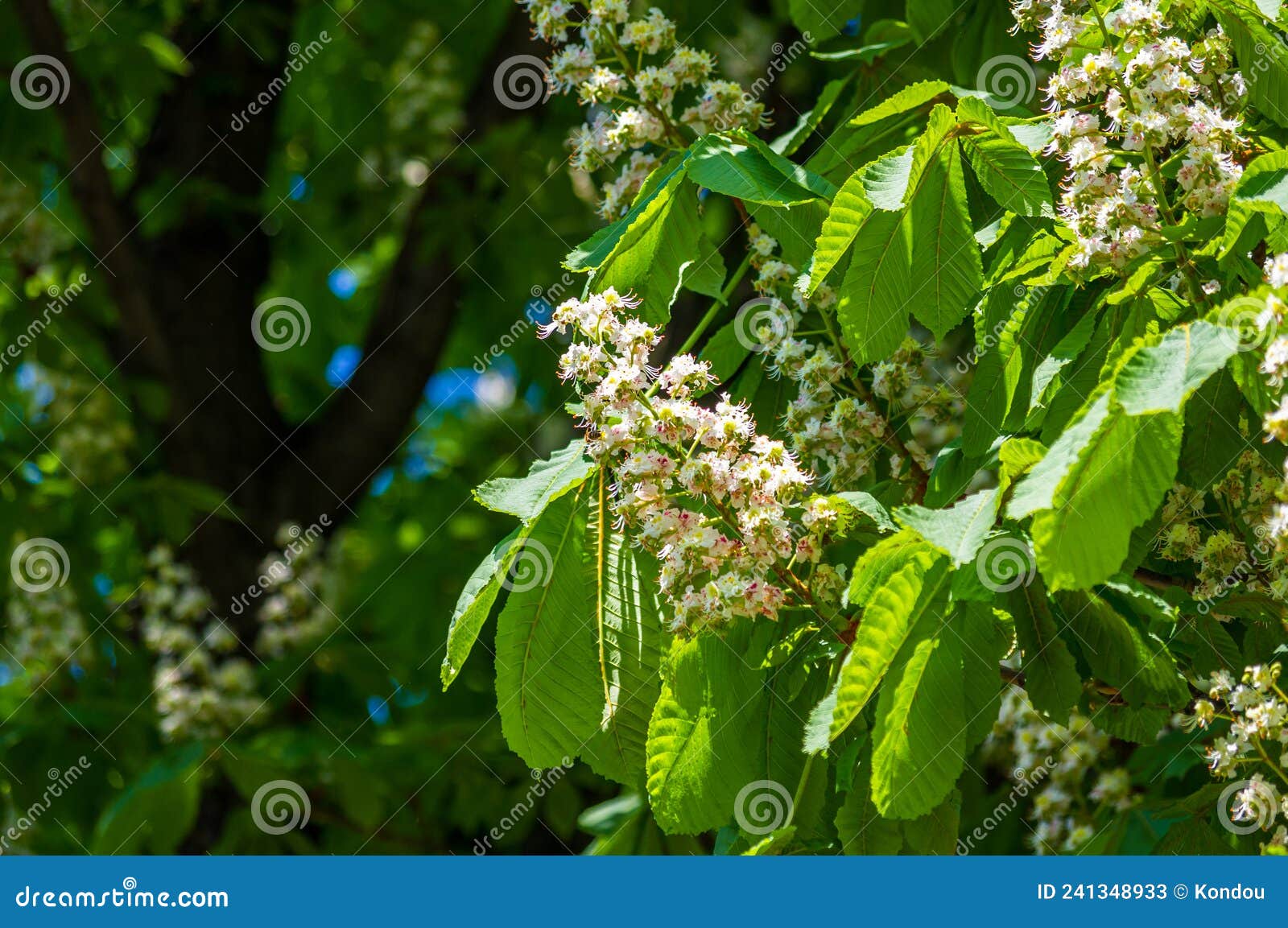 Flowering Branches of Chestnut Castanea Sativa Tree, and Blue Sky Stock ...