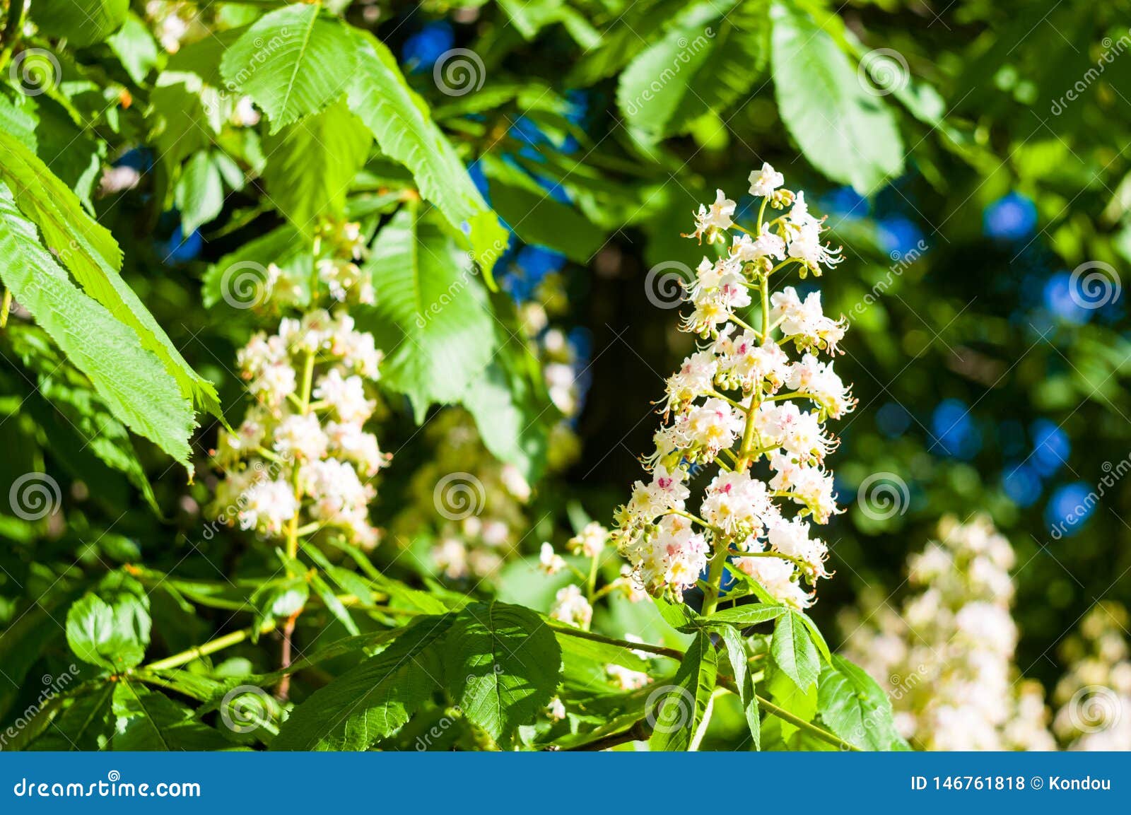 Flowering Branches of Chestnut Castanea Sativa Tree, and Bright Blue ...