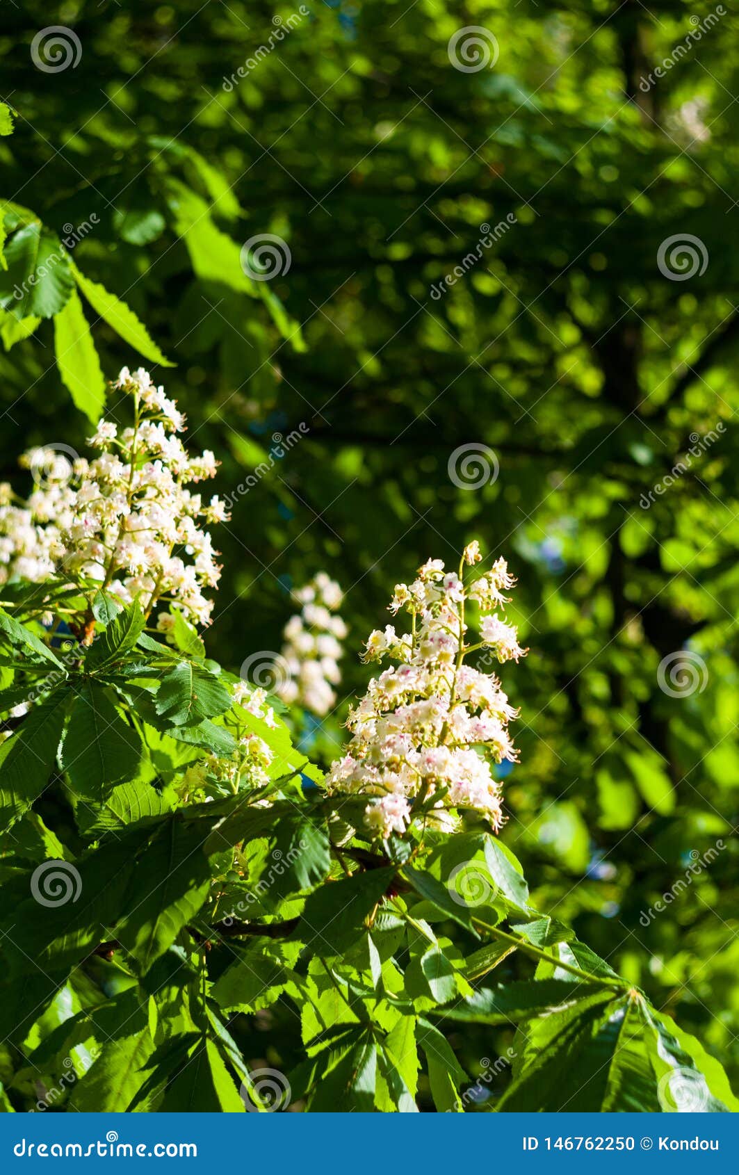 Flowering Branches of Chestnut Castanea Sativa Tree, and Bright Blue ...