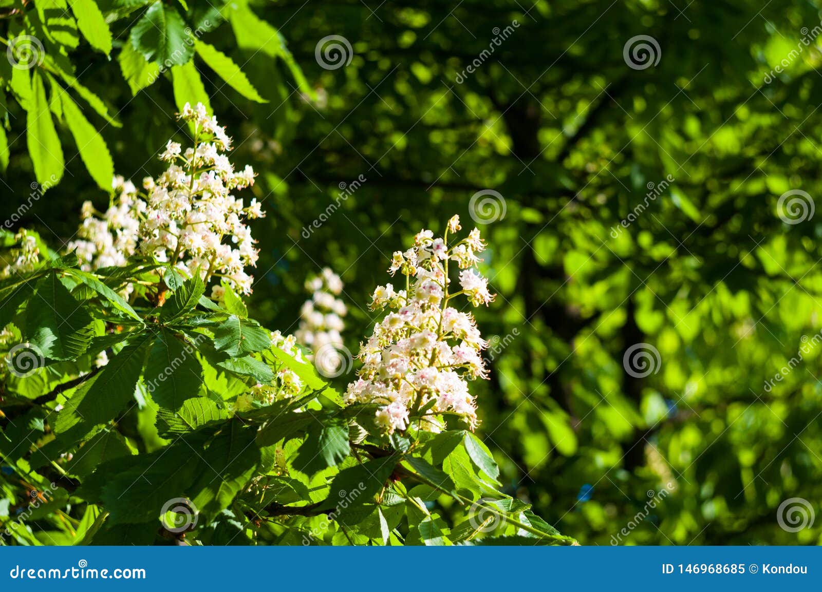 Flowering Branches of Chestnut Castanea Sativa Tree, and Bright Blue ...