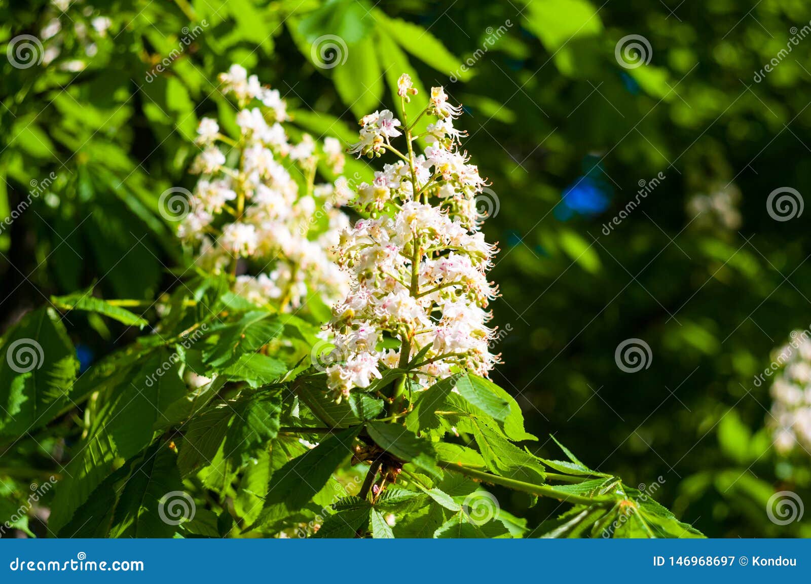 Flowering Branches of Chestnut Castanea Sativa Tree, and Bright Blue ...