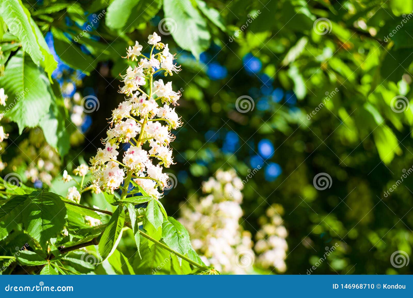 Flowering Branches of Chestnut Castanea Sativa Tree, and Bright Blue ...