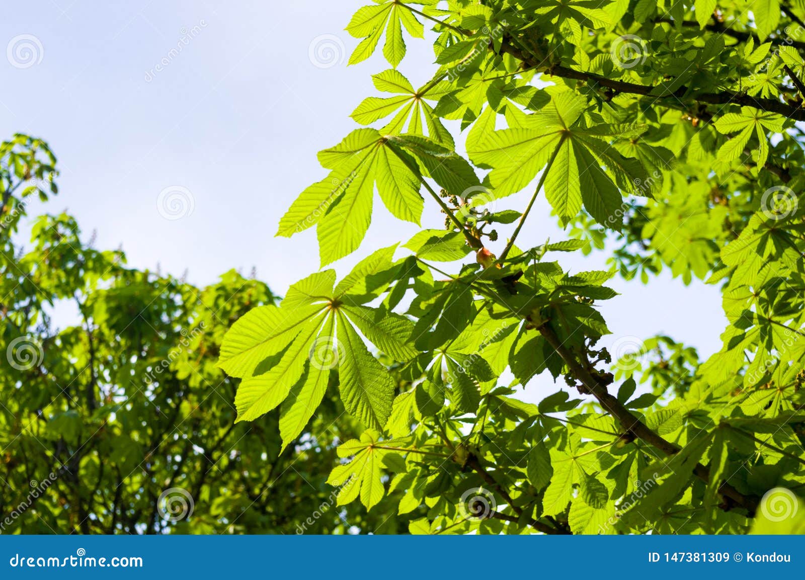 Flowering Branches of Chestnut Castanea Sativa Tree, and Bright Blue ...