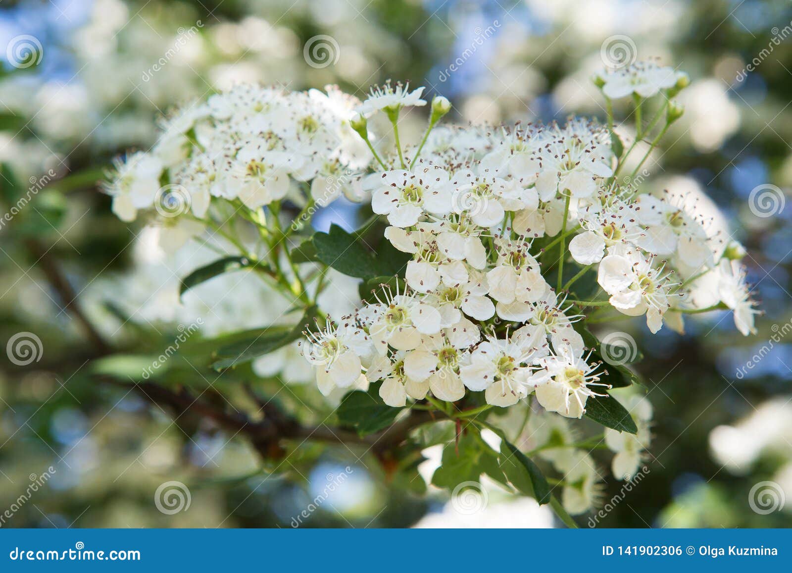 Flowering Branches of Hawthorn. the First Spring Greens, Bokeh, Spring ...