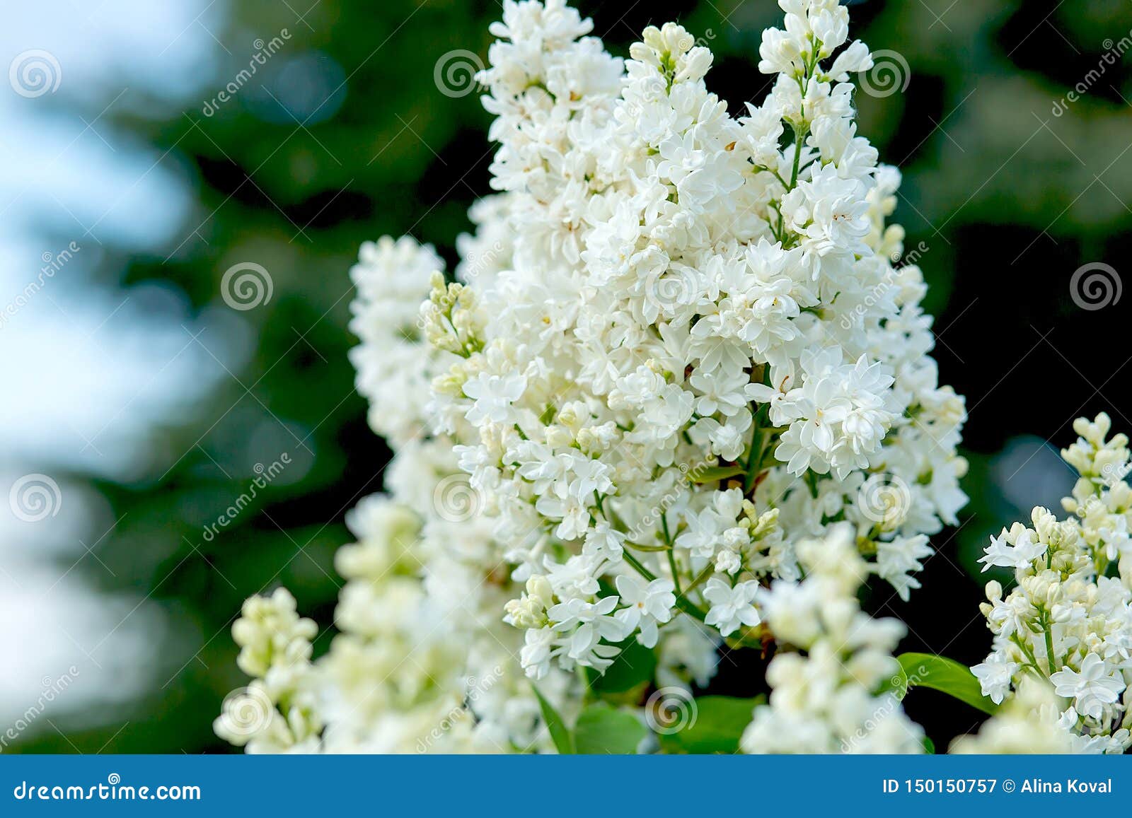Flowering Branches of Lilac in the Spring Garden Editorial Photography ...