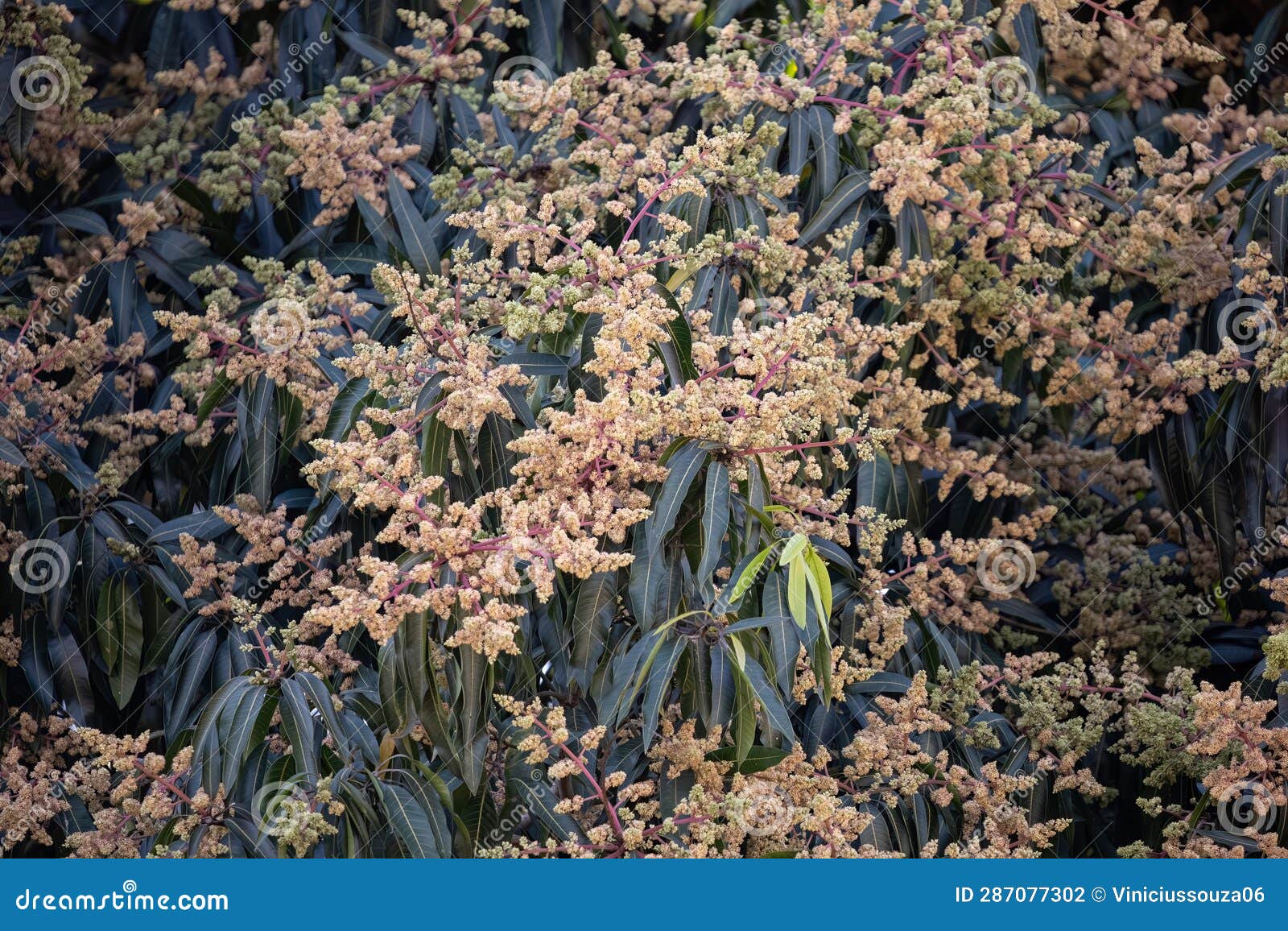Flowering Branches of the Mango Stock Photo - Image of botany ...