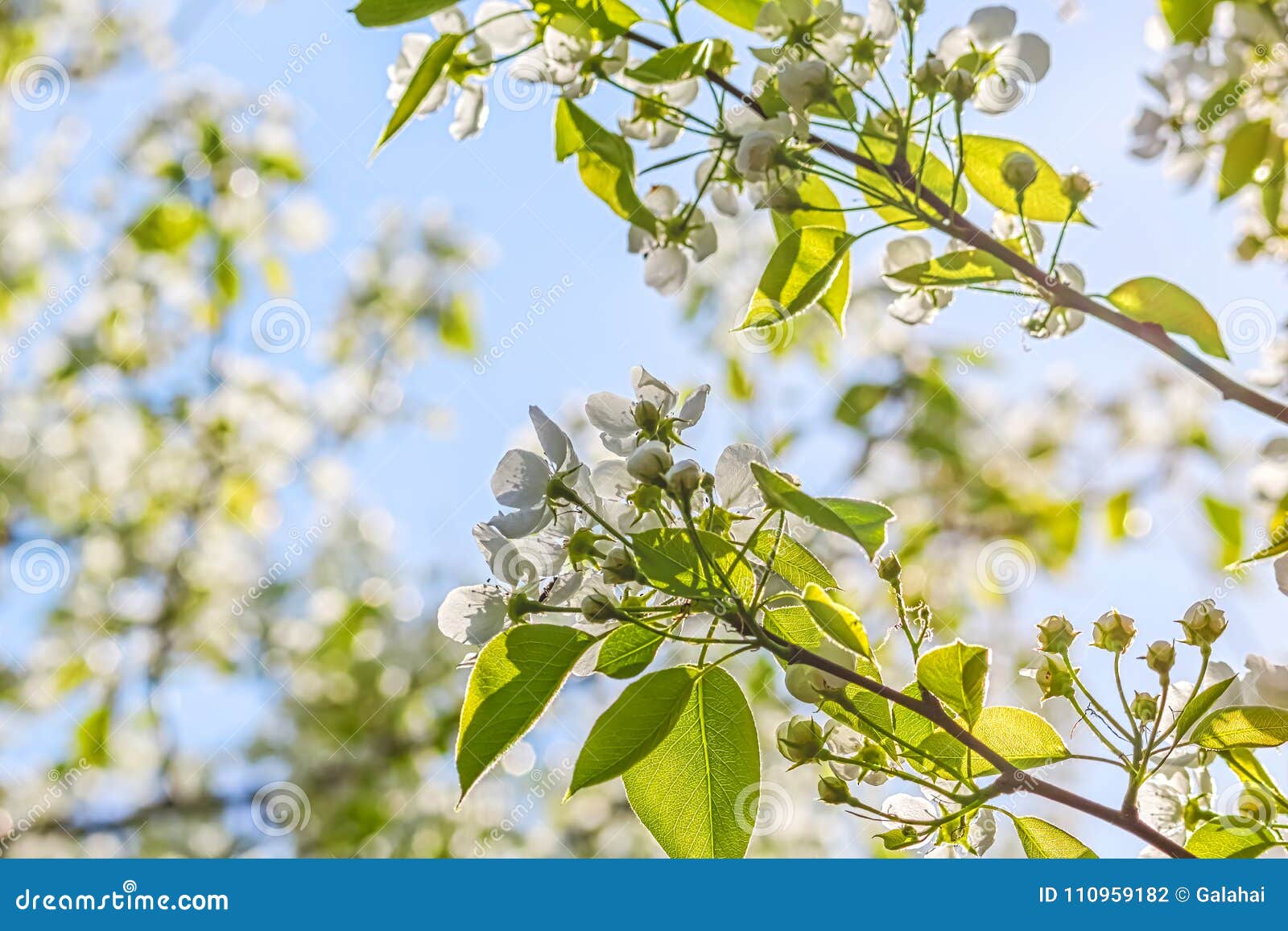 Flowering Branches of Pear-tree in a Spring Garden, Backlight Stock ...