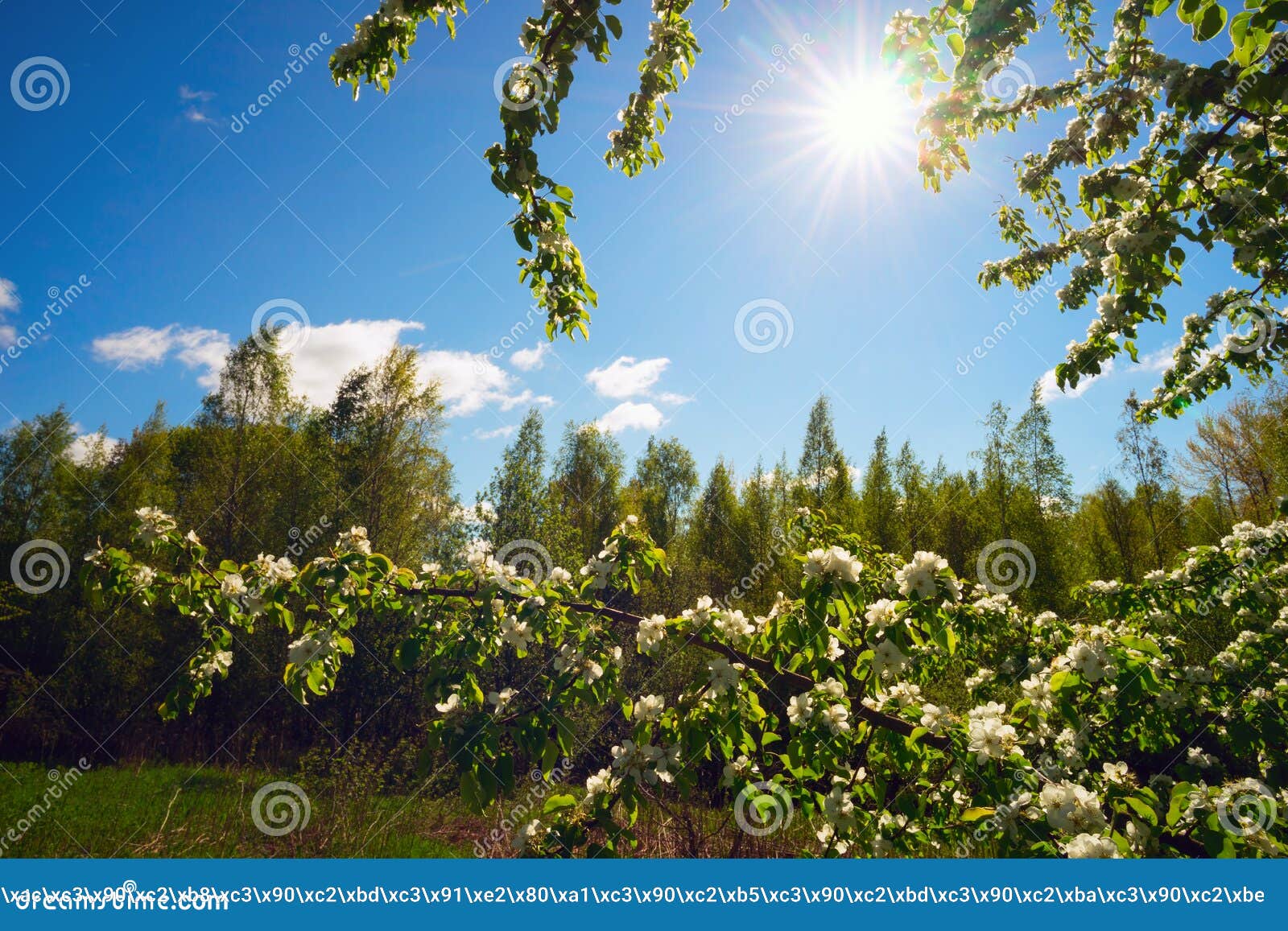Flowering Branches of the Wild Pear on a Bright Sunny Day. Stock Photo ...