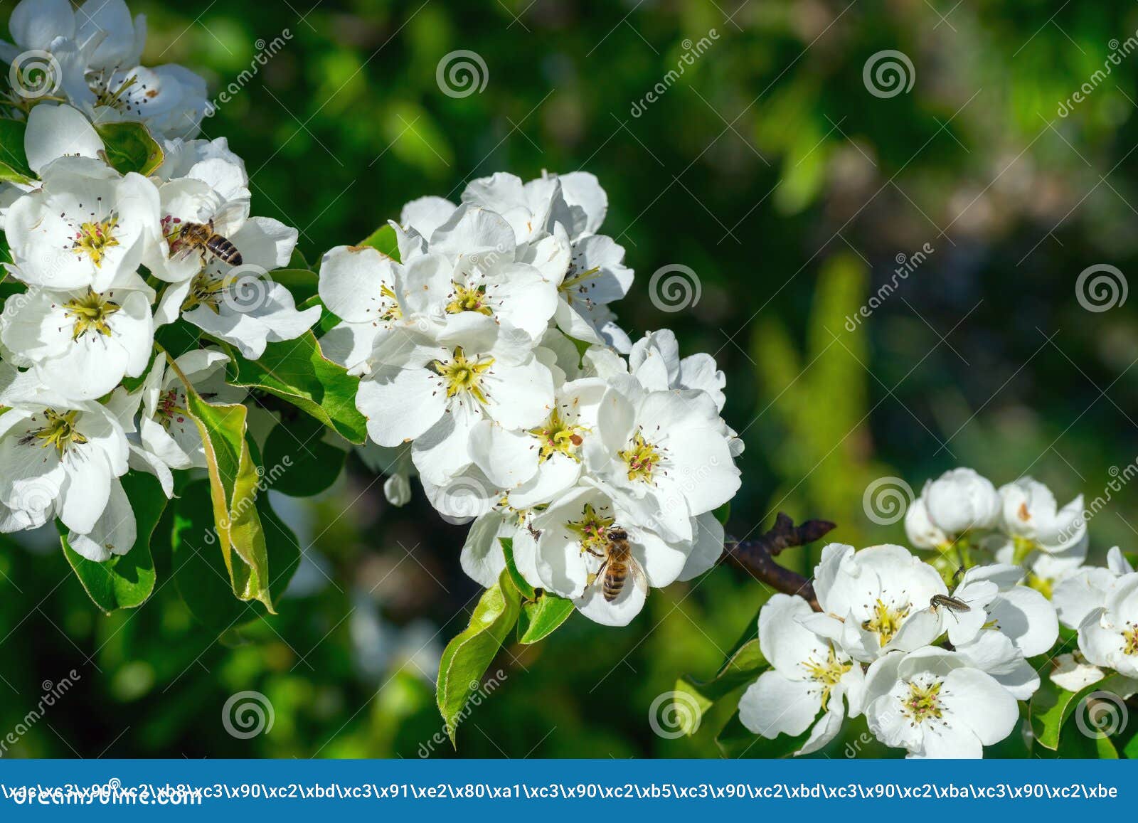 Flowering Branches of the Wild Pear Tree with the Bees on Flowers ...