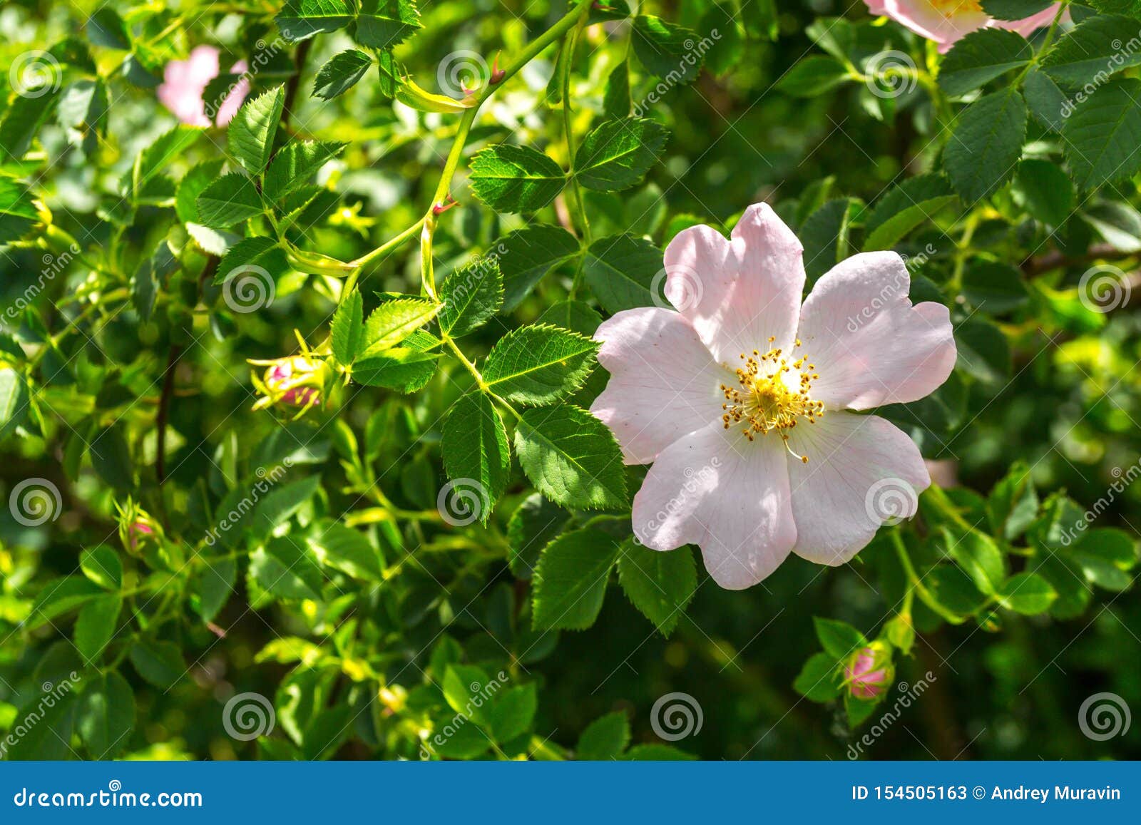 Flowering briar stock image. Image of spring, closeup - 154505163