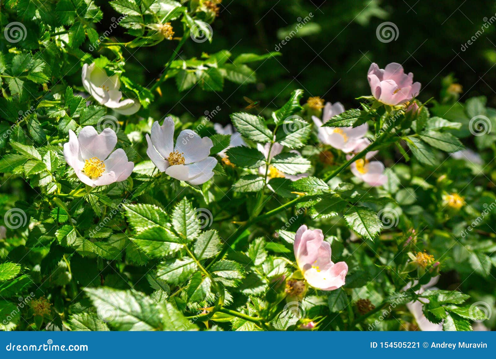 Flowering briar stock image. Image of briar, nature - 154505221