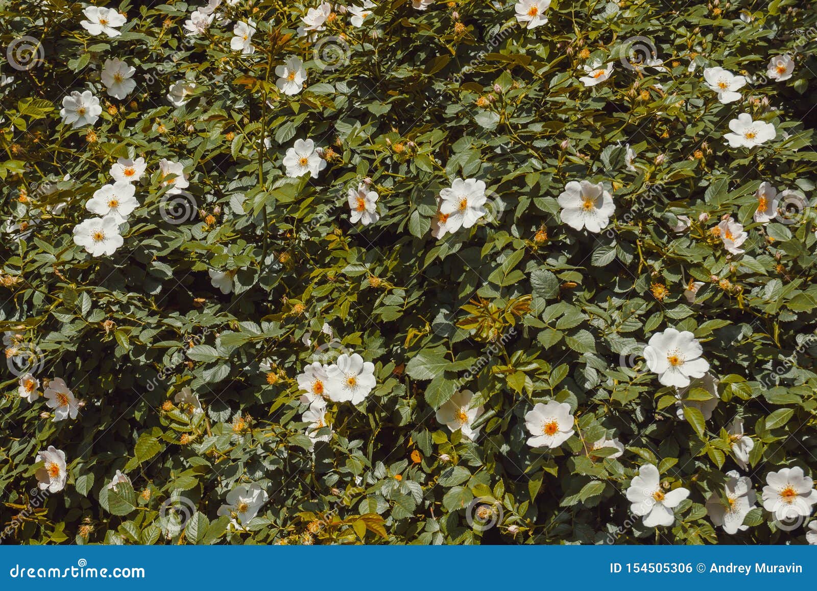 Flowering briar stock photo. Image of natural, color - 154505306