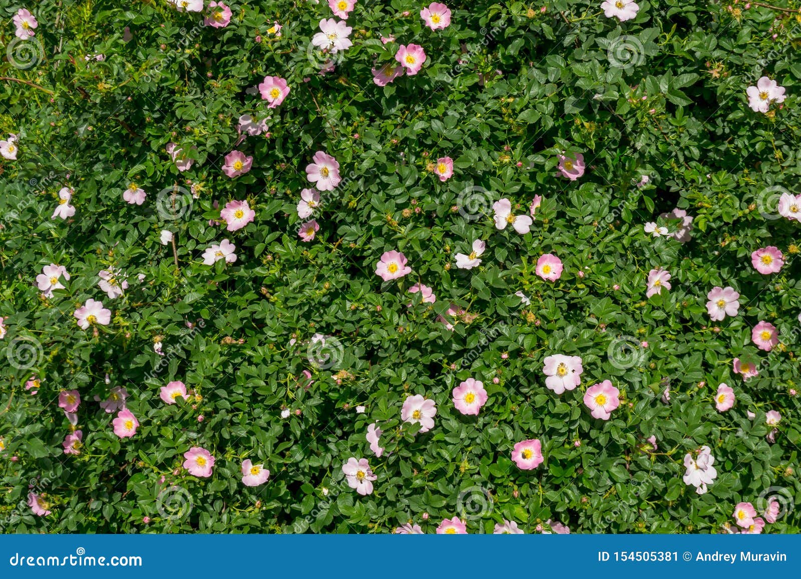 Flowering briar stock image. Image of beautiful, light - 154505381