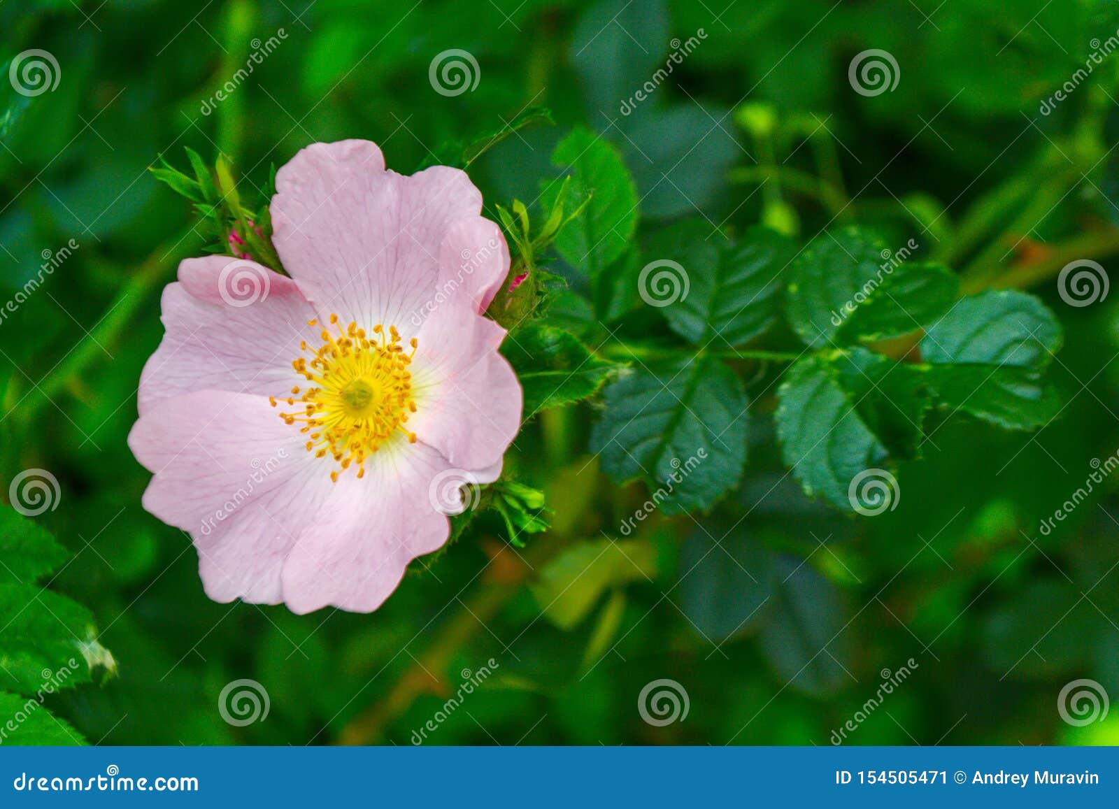 Flowering briar stock image. Image of green, natural - 154505471