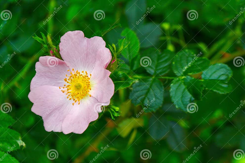 Flowering briar stock image. Image of green, natural - 154505471