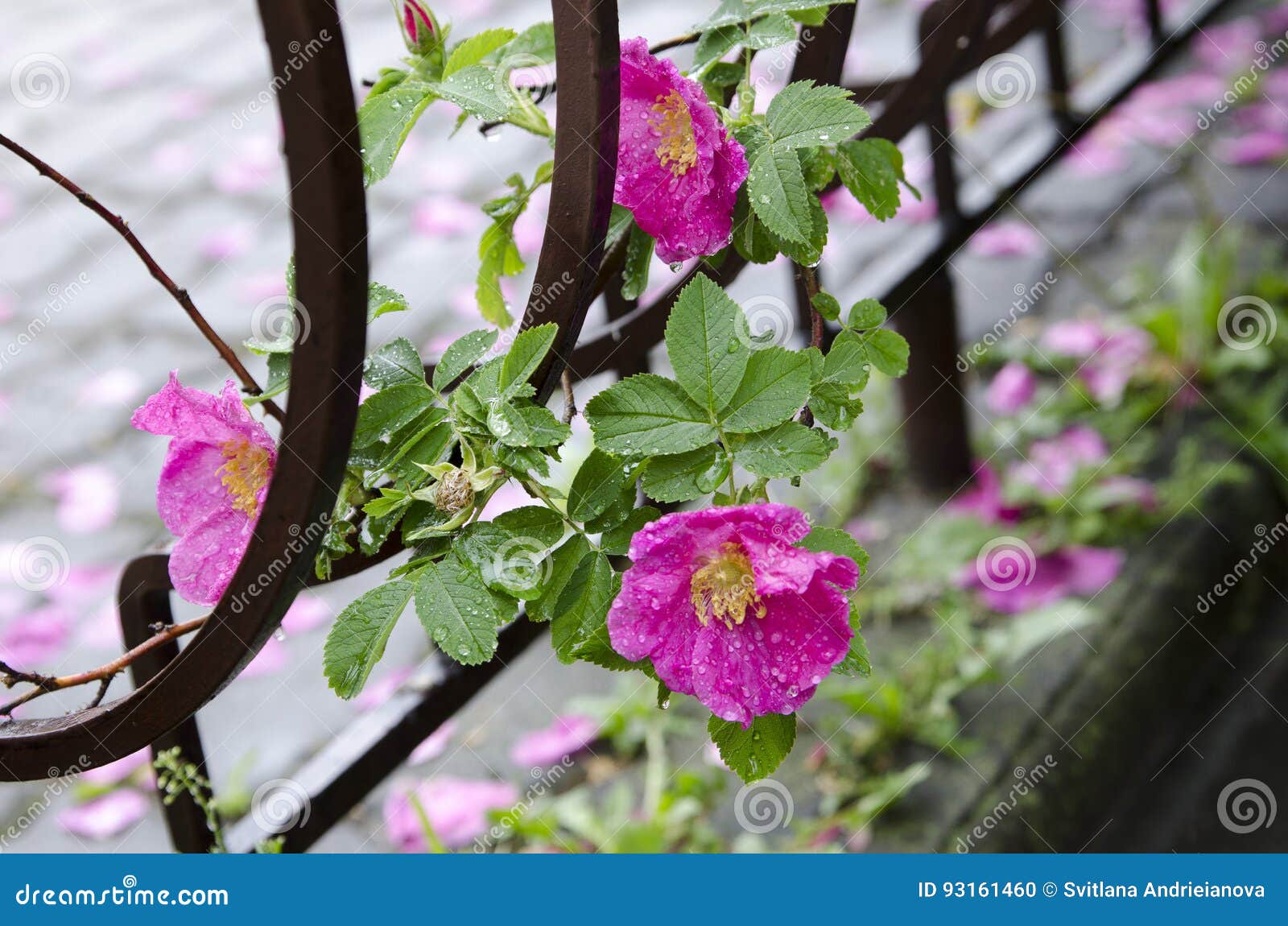 Flowering briar stock photo. Image of flowering, fragrance - 93161460