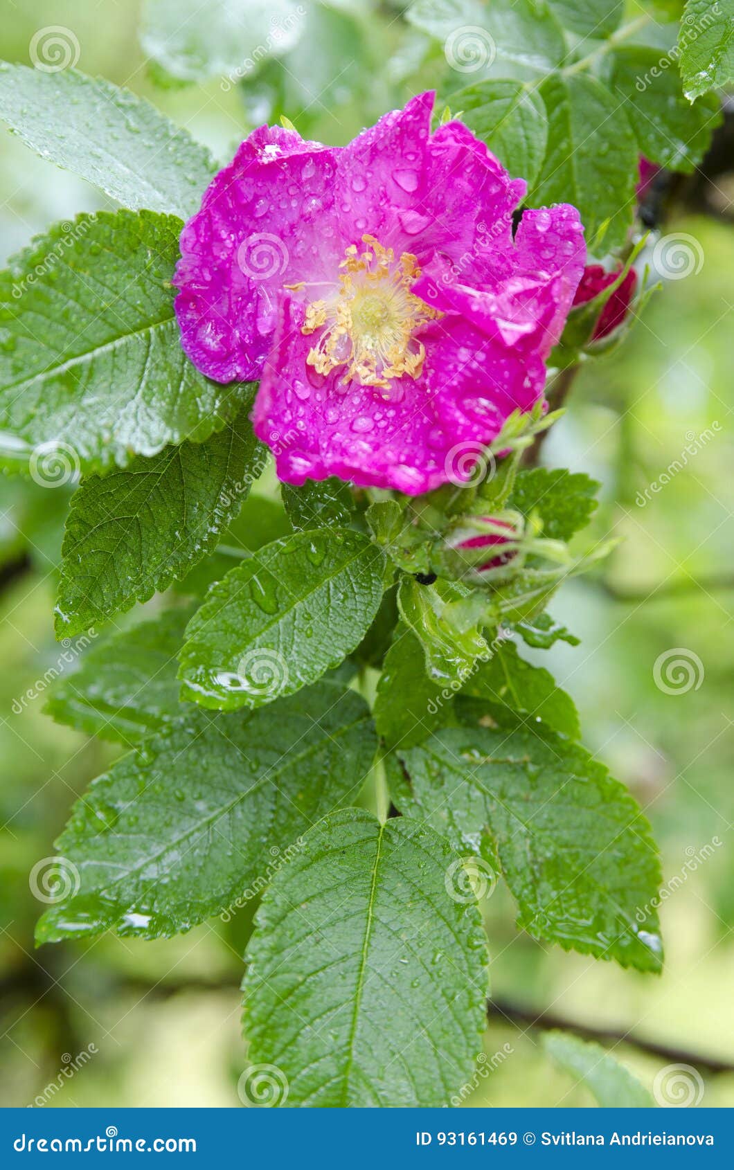 Flowering briar stock image. Image of background, leaf - 93161469