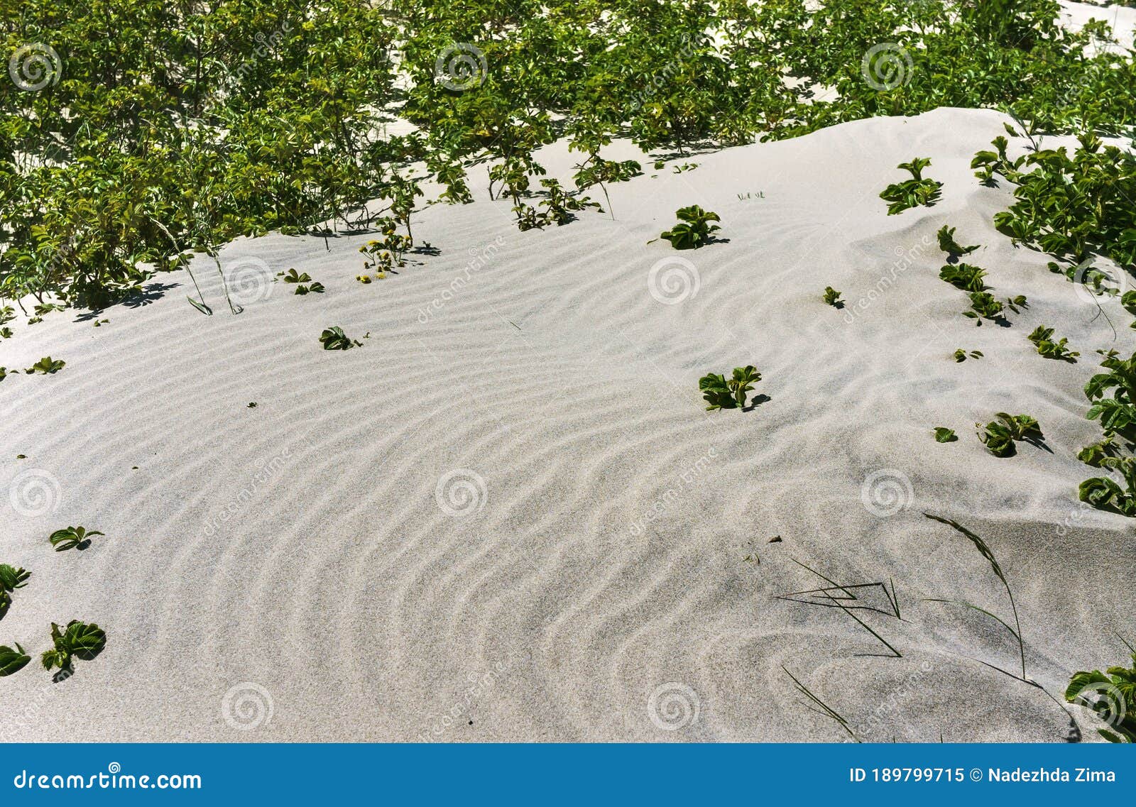 A Flowering Briar on a Sand Dune, Wild Rose Flowering Bush Stock Image ...