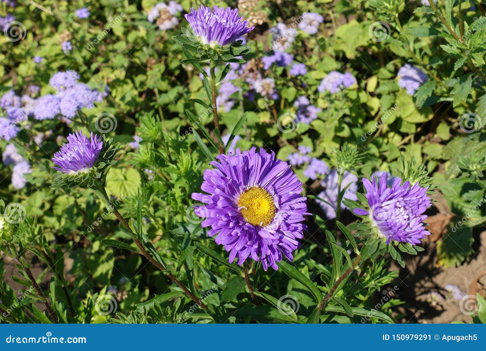 Flowering Violet China Aster in the Garden Stock Image - Image of ...