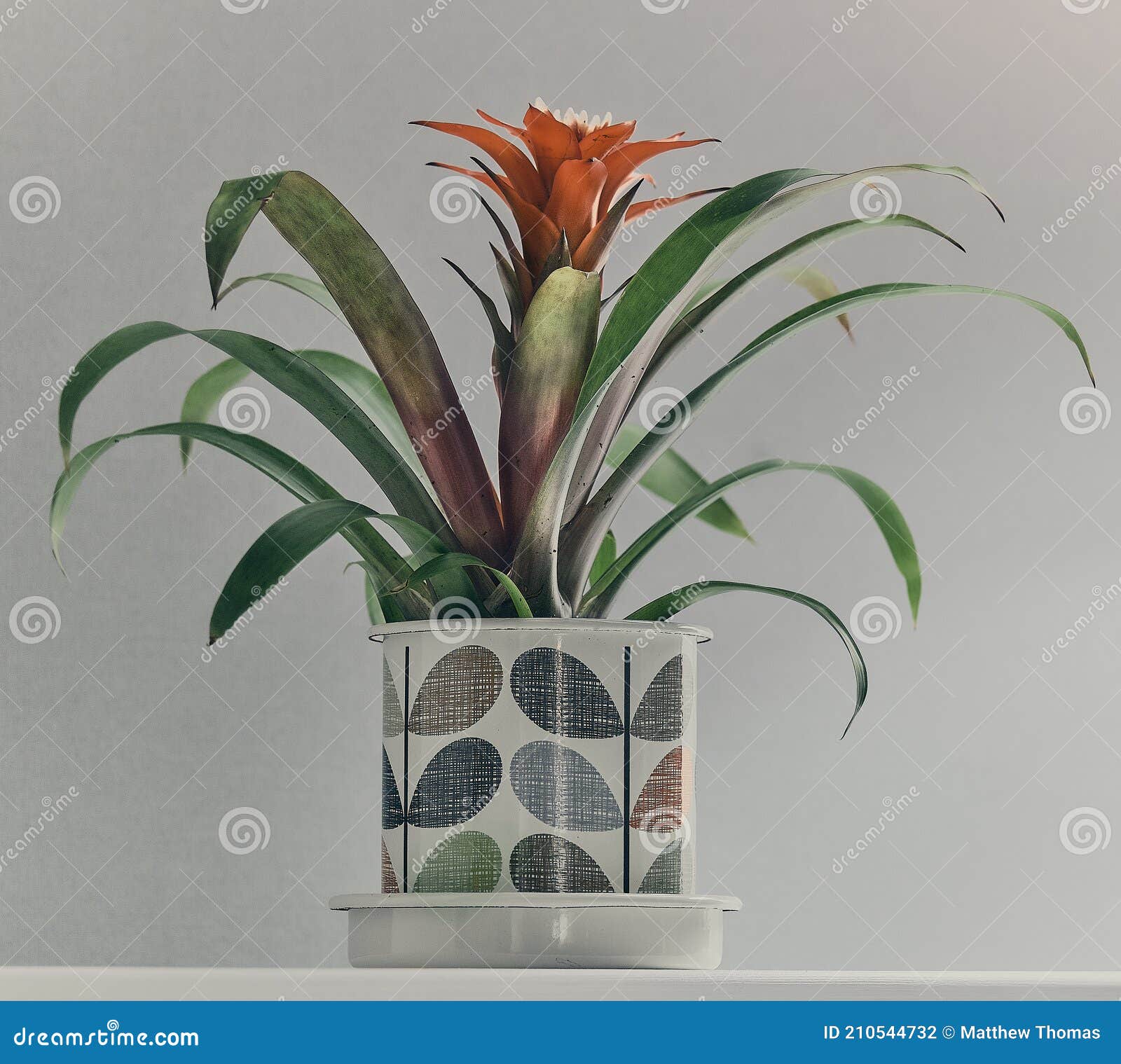 Bromeliad Flowering Pot Plant Stock Photo - Image of flower, ornamental ...