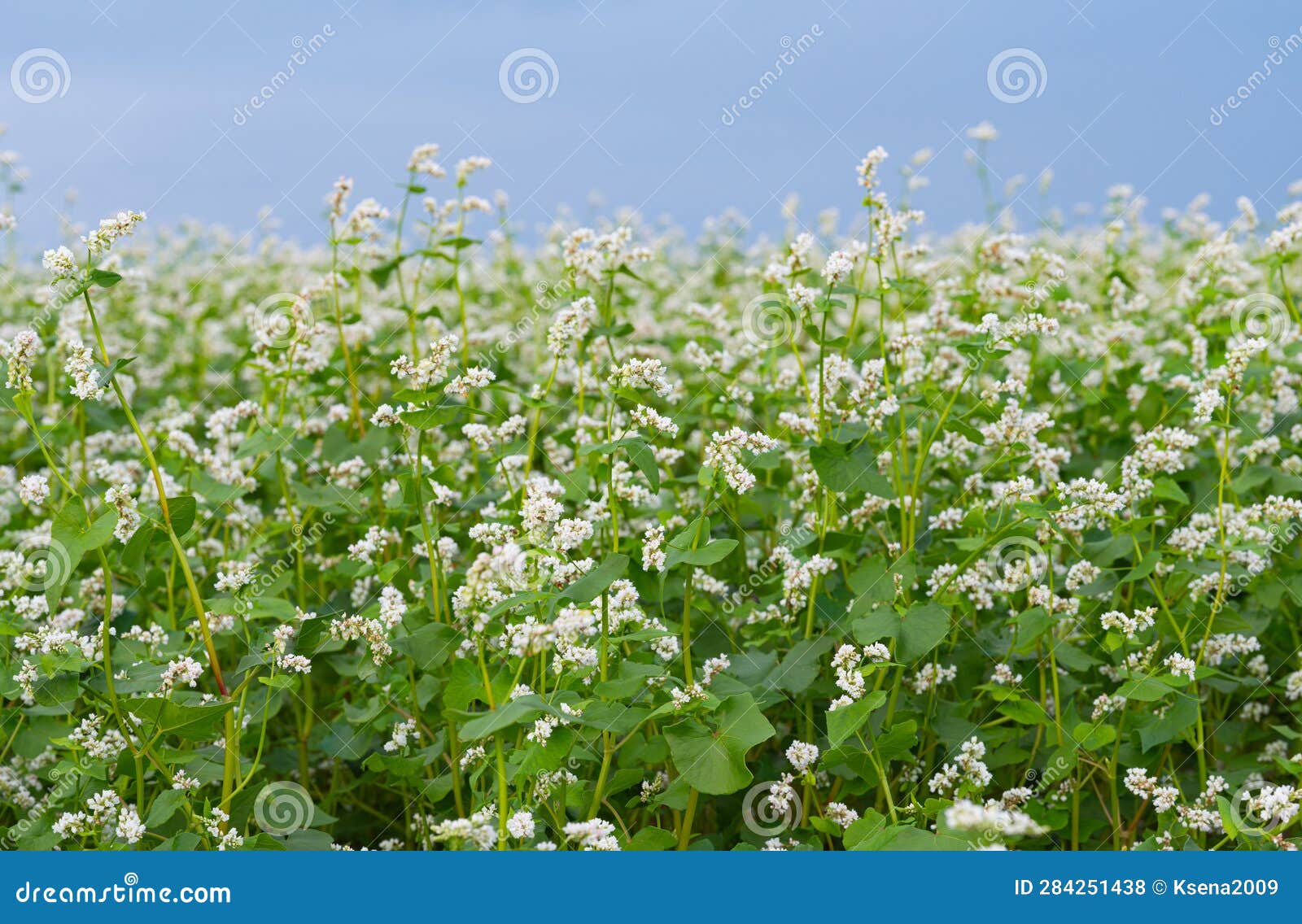 Flowering Buckwheat Field in Summer Stock Photo - Image of sunshine ...