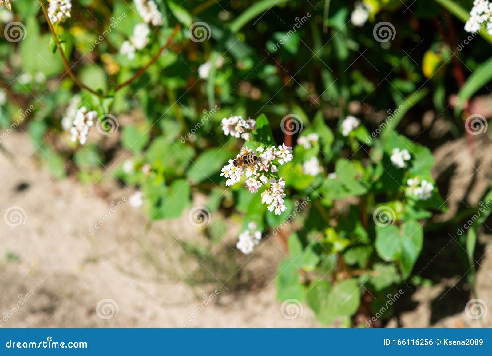 Flowering buckwheat field stock photo. Image of grass - 166116256