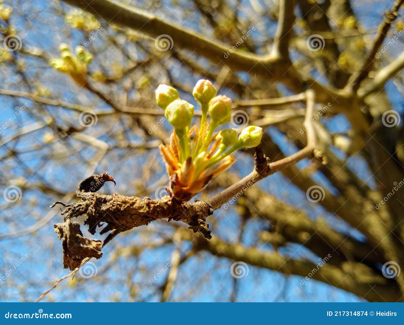 Flowering Budding Tree Close Up Stock Photo - Image of buds, spring ...