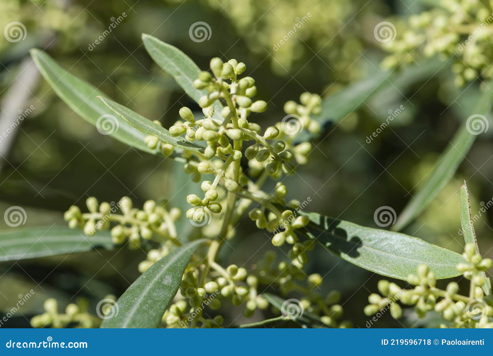 The Flowering Buds of the Olive Tree Stock Photo - Image of liguria ...